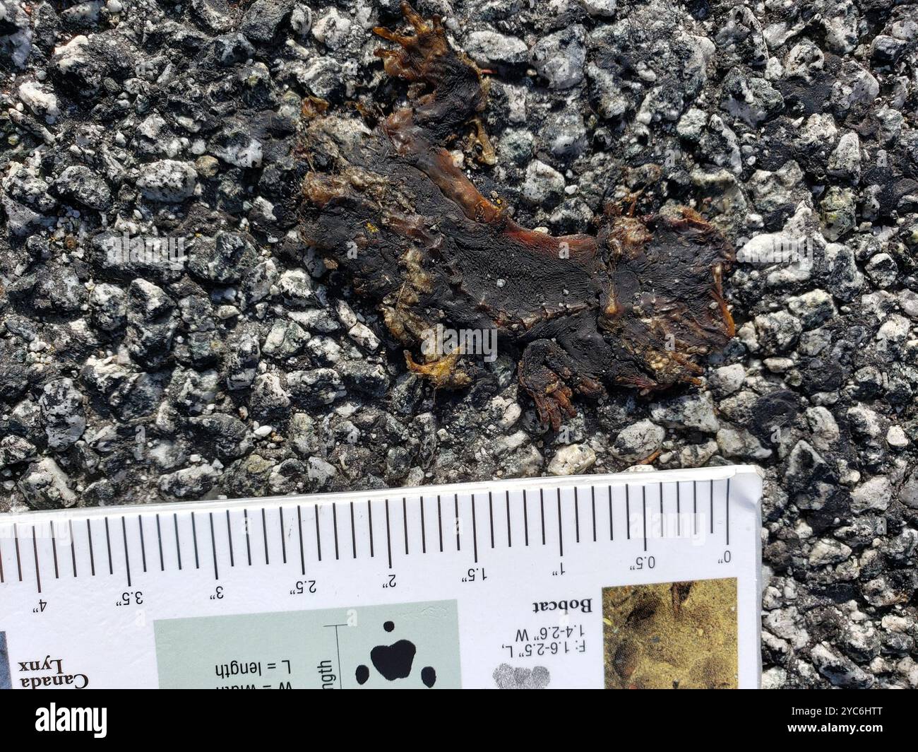 Pacific Newts (Taricha) Amphibia Stock Photo - Alamy