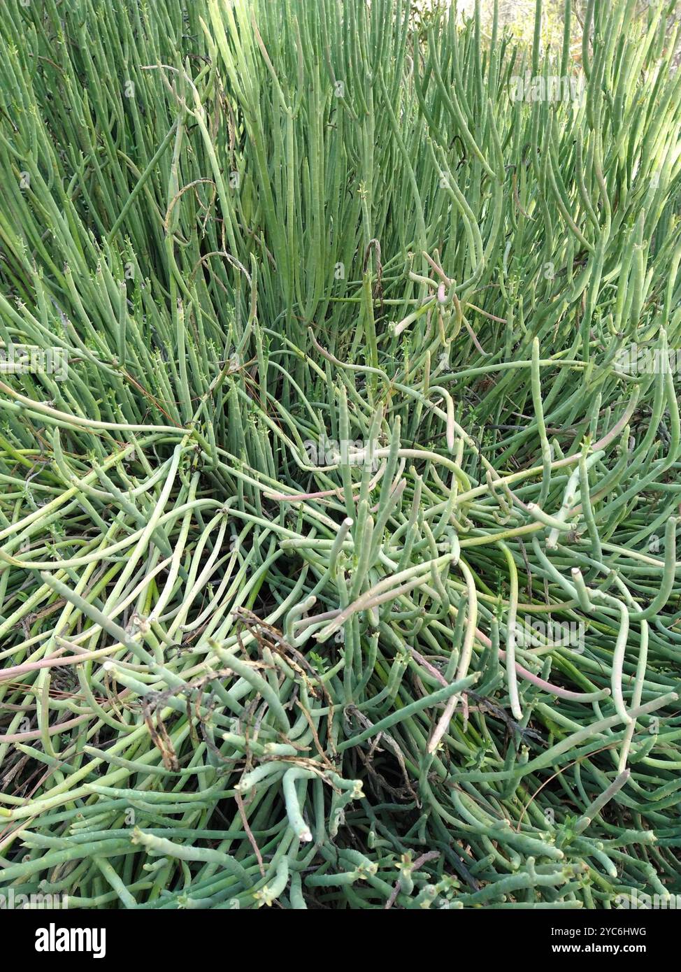 plants (Plantae) Plantae Stock Photo - Alamy