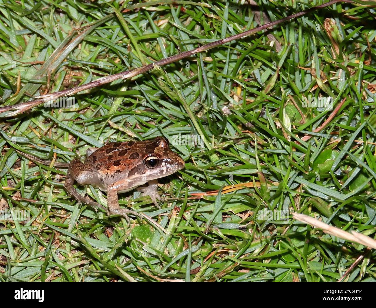 Clicking Stream Frog (Strongylopus grayii) Amphibia Stock Photo - Alamy