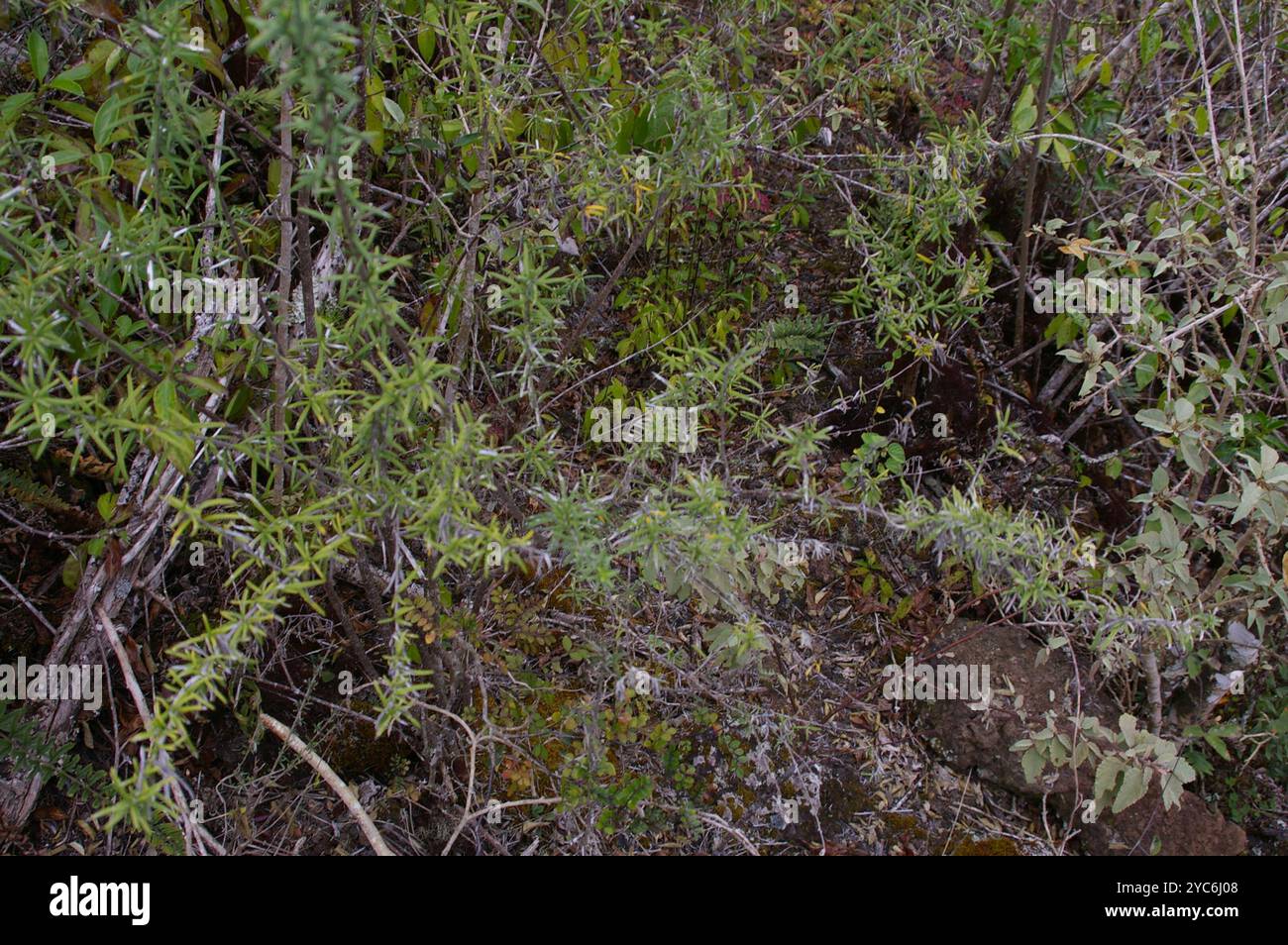 romerillo (Trigonopterum laricifolium) Plantae Stock Photo - Alamy