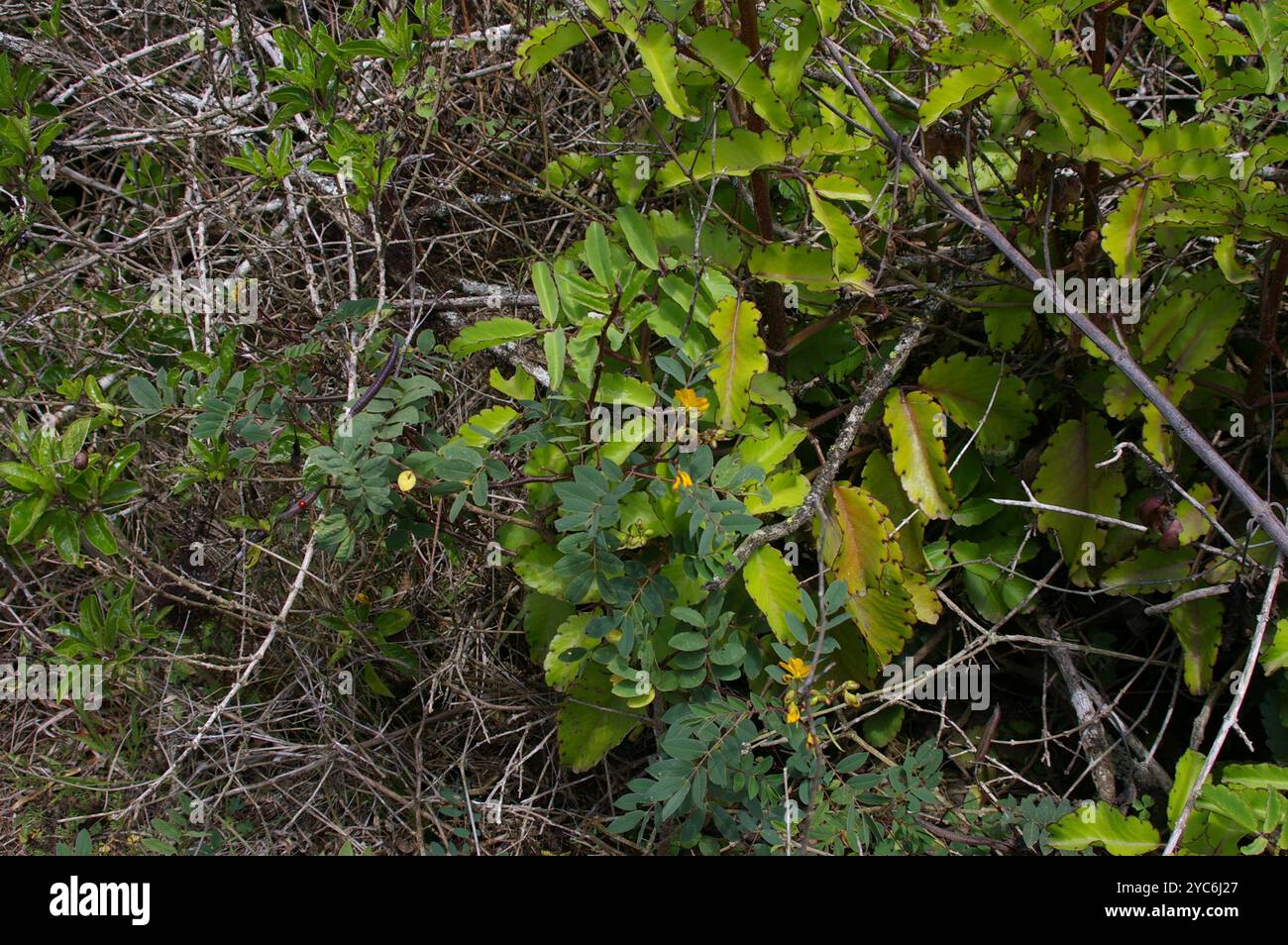 Coffee Senna (Senna occidentalis) Plantae Stock Photo - Alamy