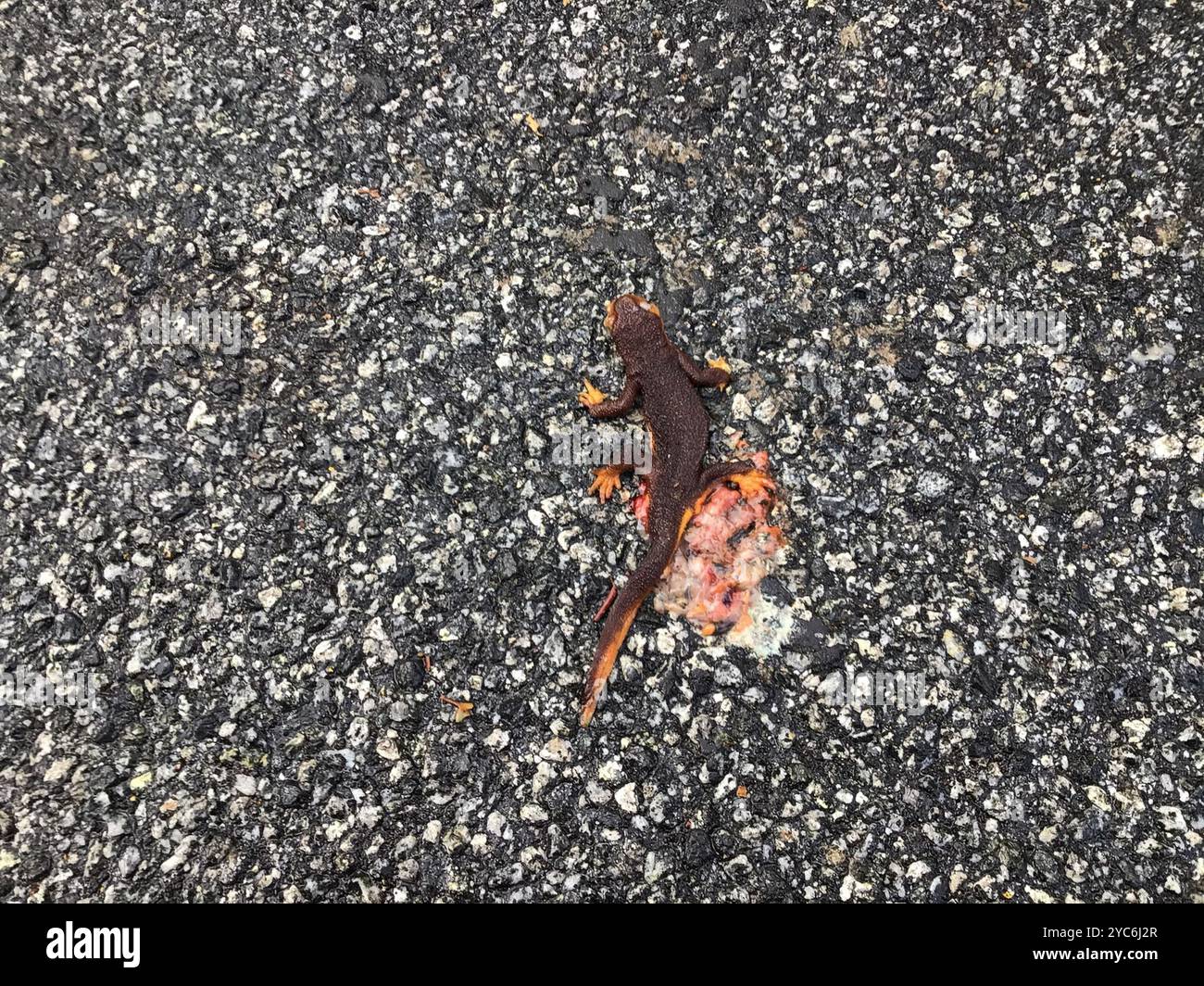 Pacific Newts (Taricha) Amphibia Stock Photo - Alamy