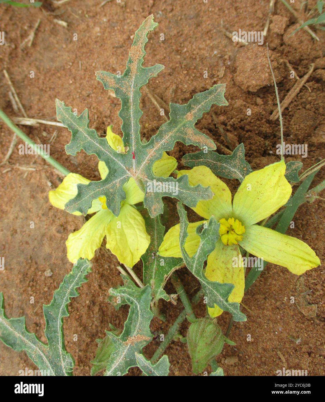 Gemsbok cucumber (Citrullus naudinianus) Plantae Stock Photo - Alamy
