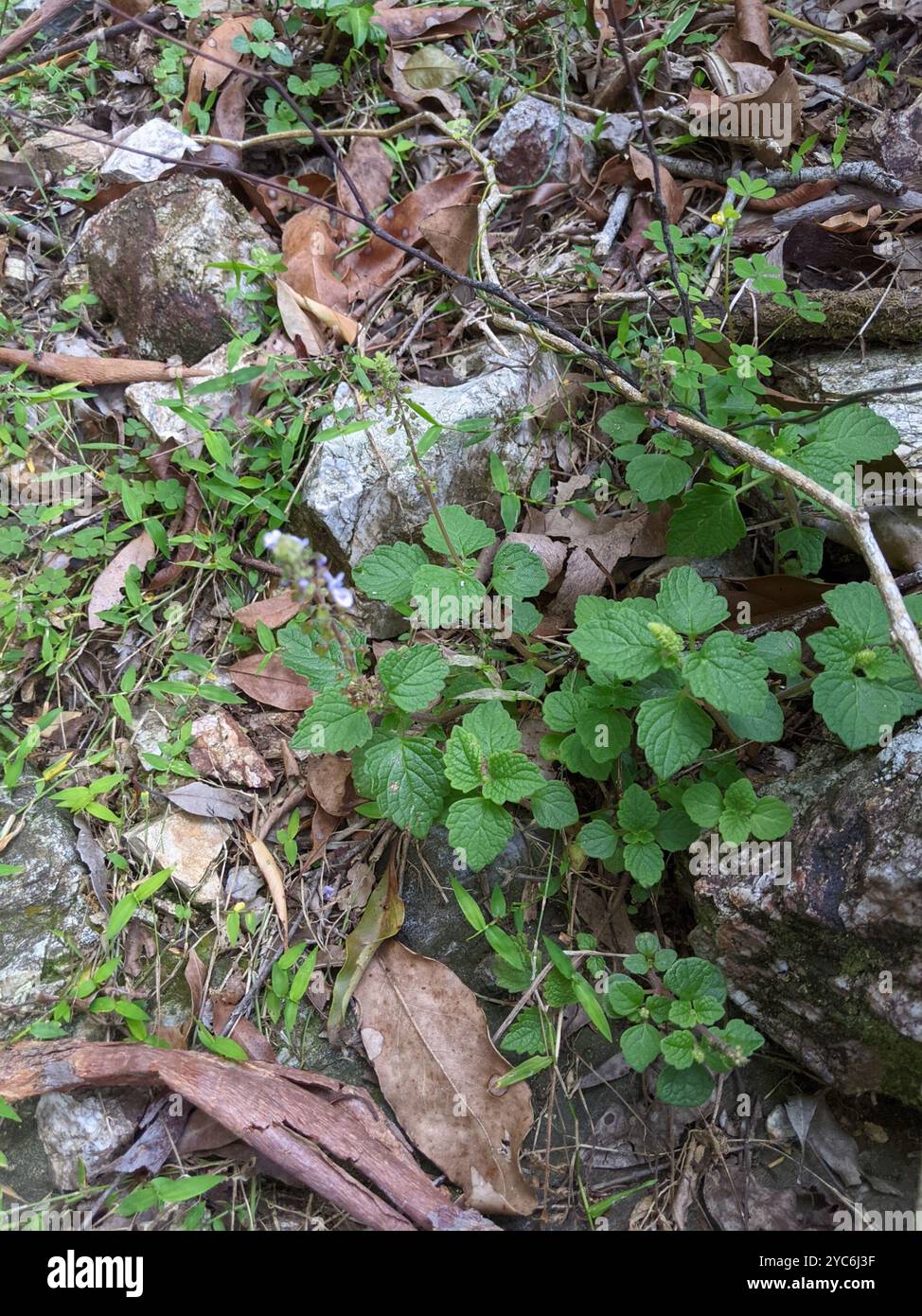 little spurflower (Coleus australis) Plantae Stock Photo - Alamy