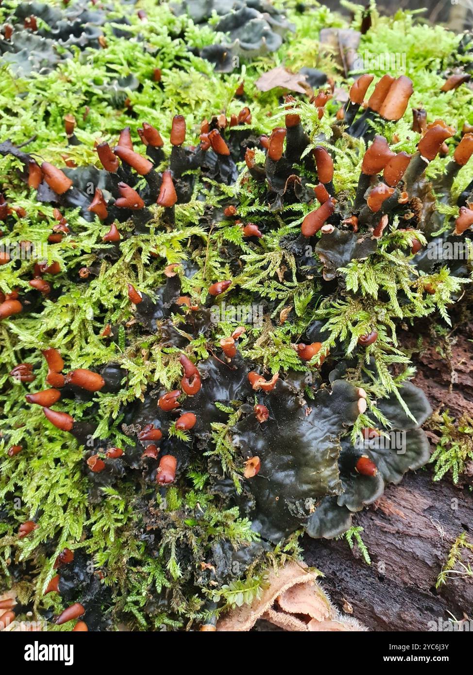 scaly pelt lichen (Peltigera praetextata) Fungi Stock Photo - Alamy