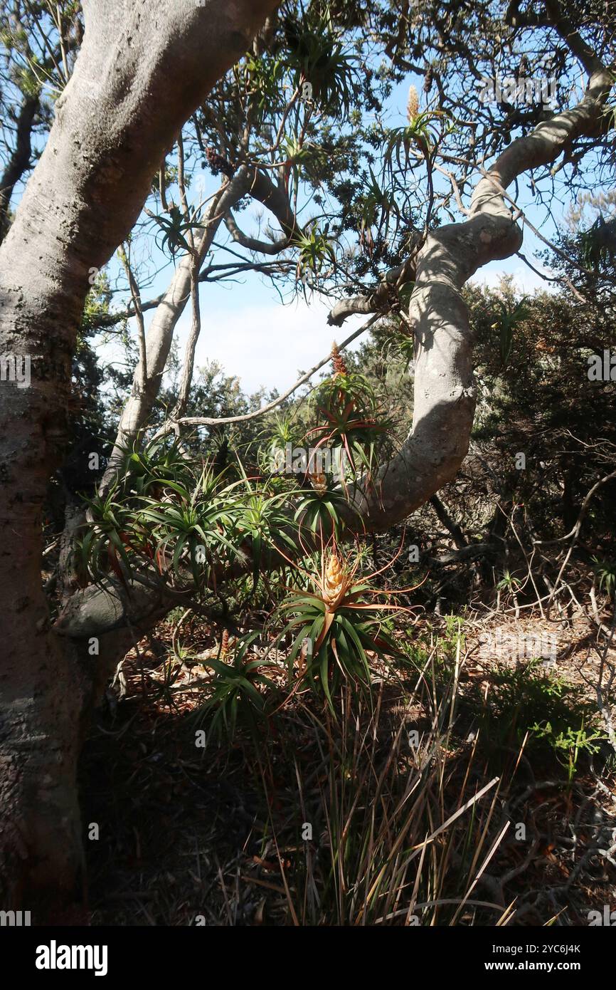Dragon Heath (Richea dracophylla) Plantae Stock Photo - Alamy