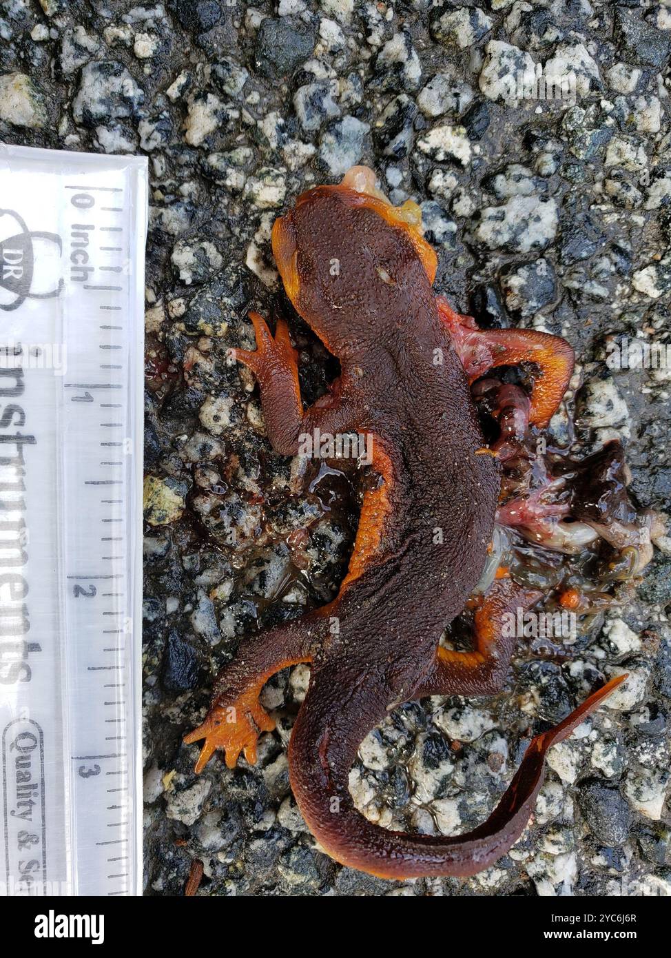 California Newt (Taricha torosa) Amphibia Stock Photo - Alamy