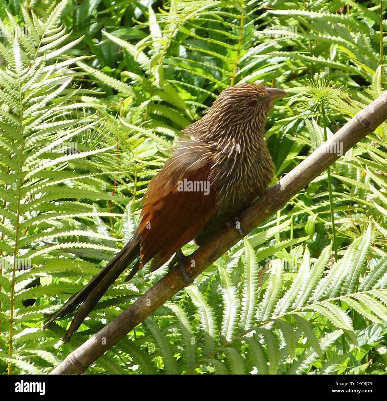 Madagascar Coucal (Centropus toulou) Aves Stock Photo - Alamy