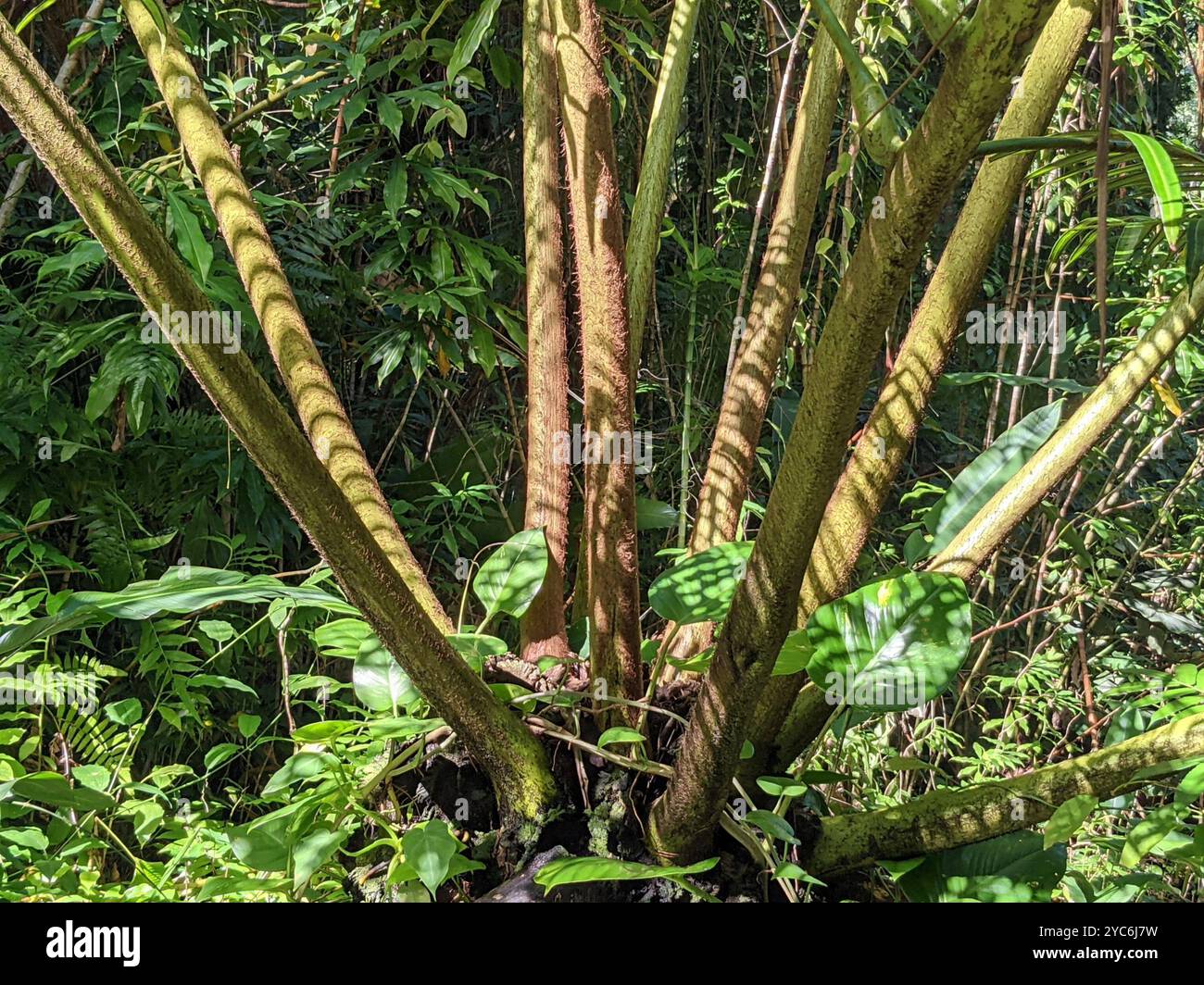 king fern (Angiopteris evecta) Plantae Stock Photo - Alamy