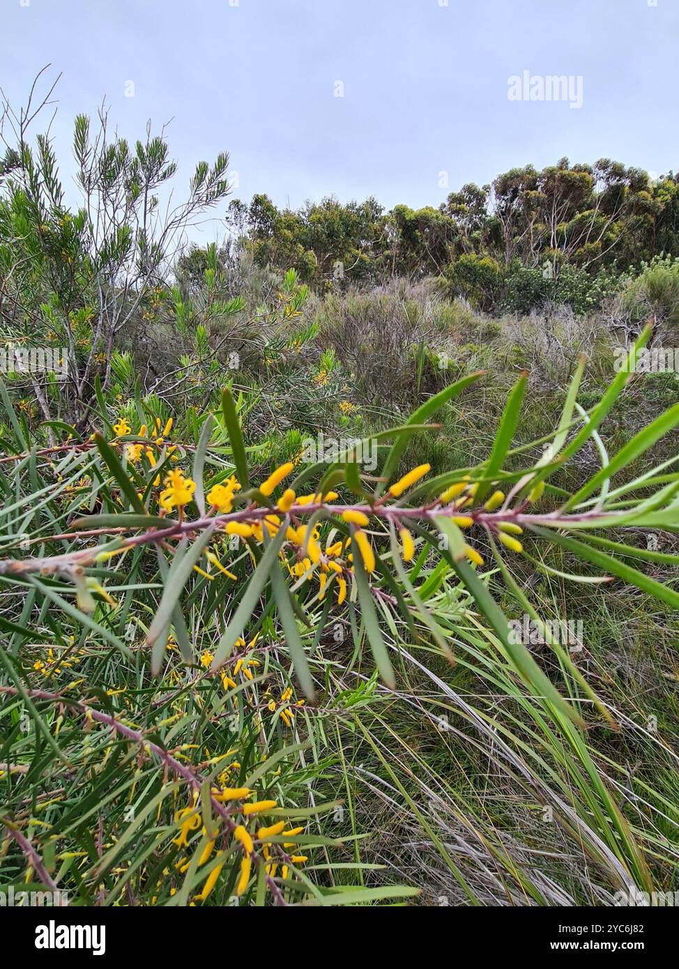 Narrow-leaf Geebung (Persoonia linearis) Plantae Stock Photo - Alamy
