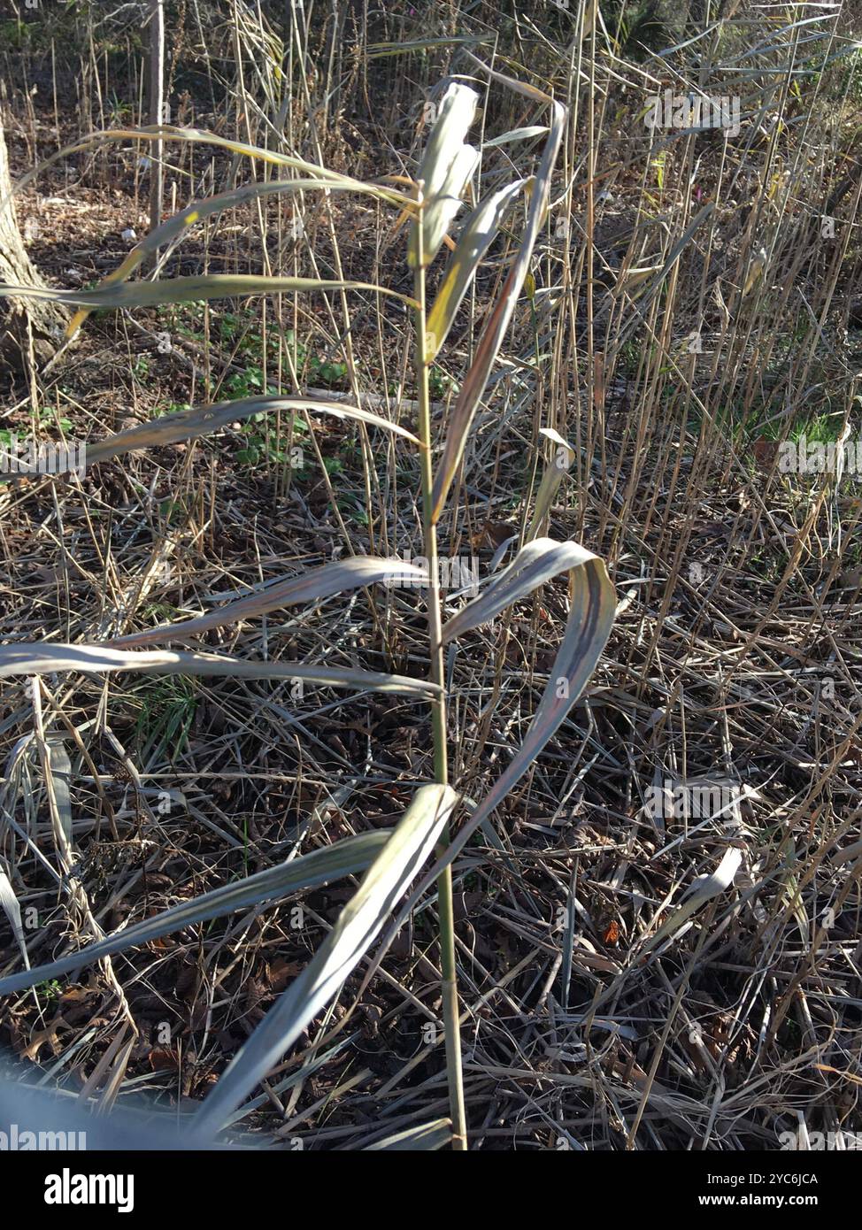common reed (Phragmites australis) Plantae Stock Photo - Alamy