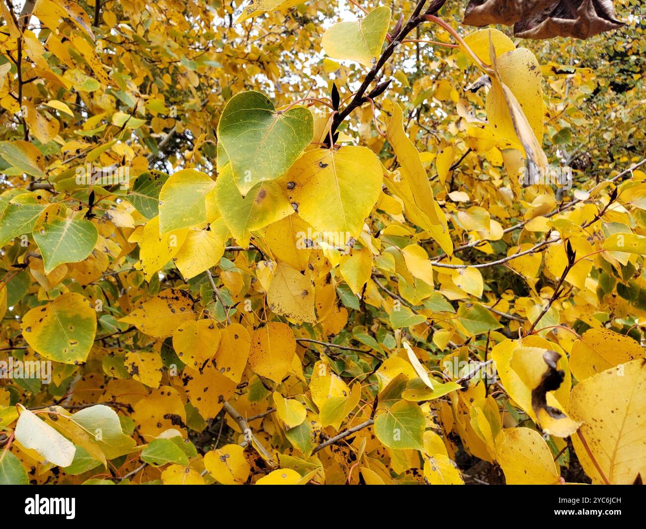 black cottonwood (Populus trichocarpa) Plantae Stock Photo - Alamy