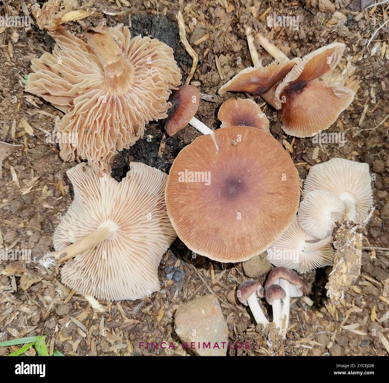 (Collybiopsis gibbosa) Fungi Stock Photo - Alamy