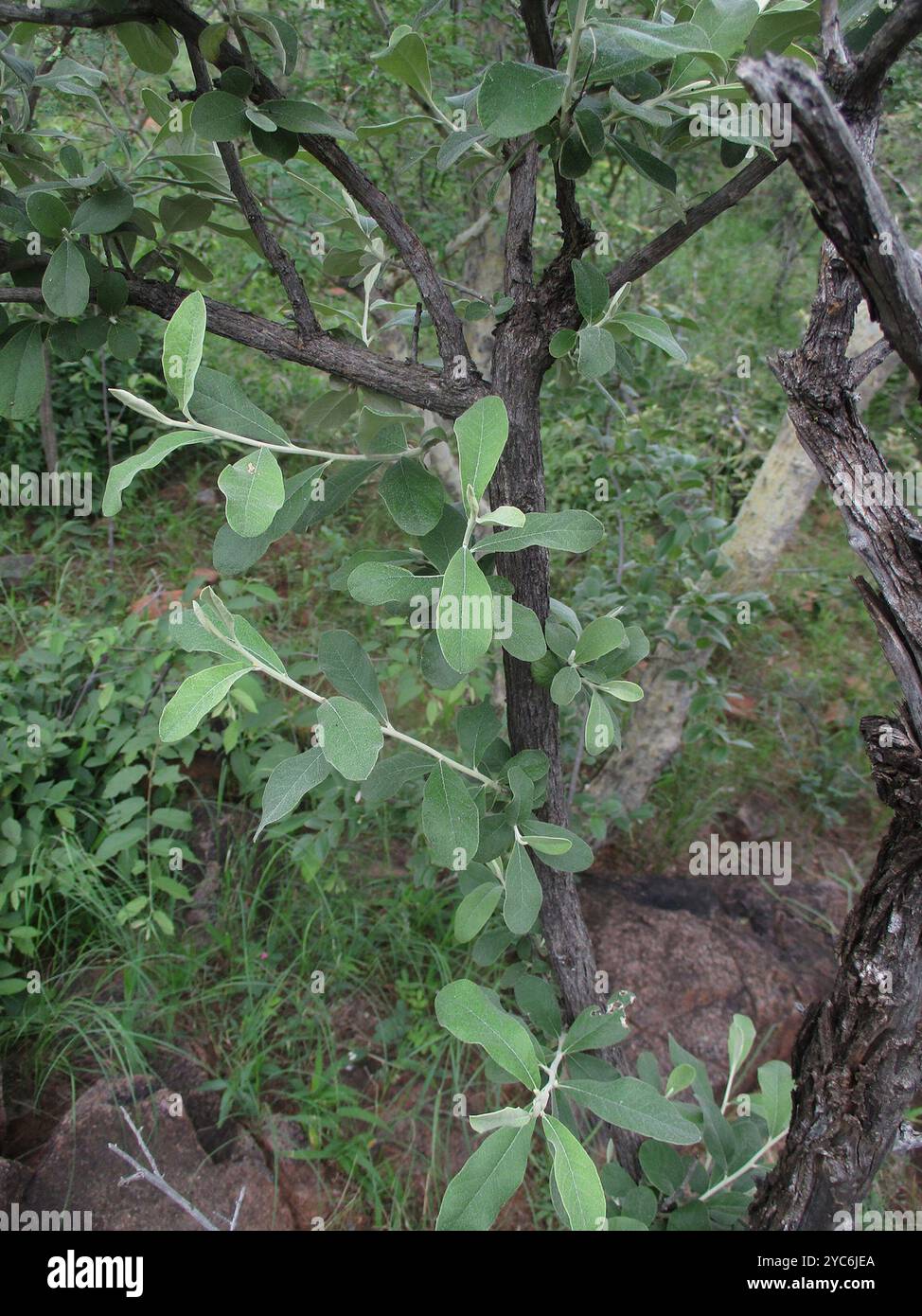 Wild Camphorbush (Tarchonanthus camphoratus) Plantae Stock Photo - Alamy