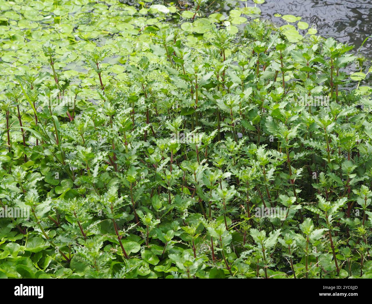 Water Wisteria (Hygrophila difformis) Plantae Stock Photo - Alamy