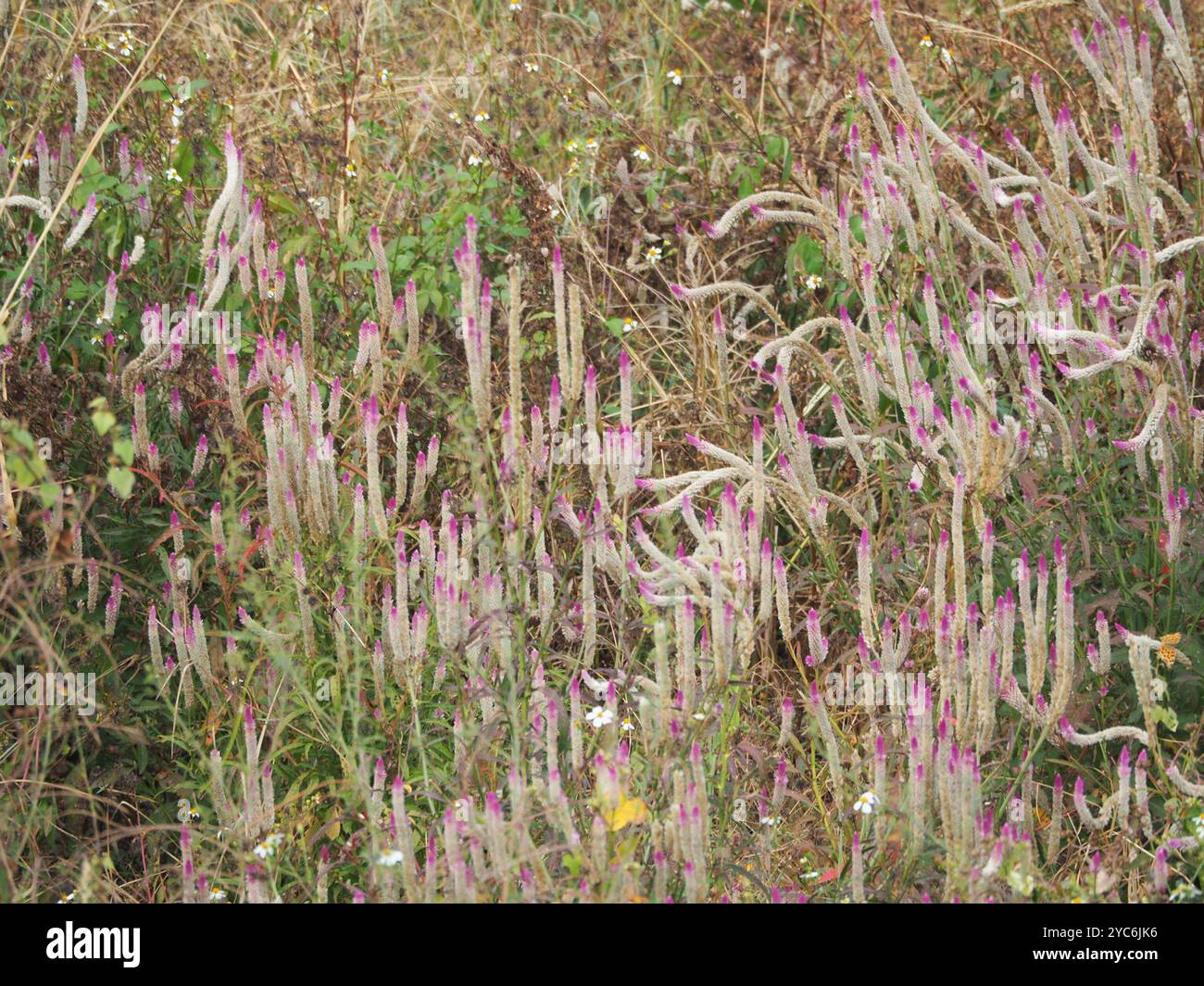 Quail Grass (Celosia argentea) Plantae Stock Photo - Alamy