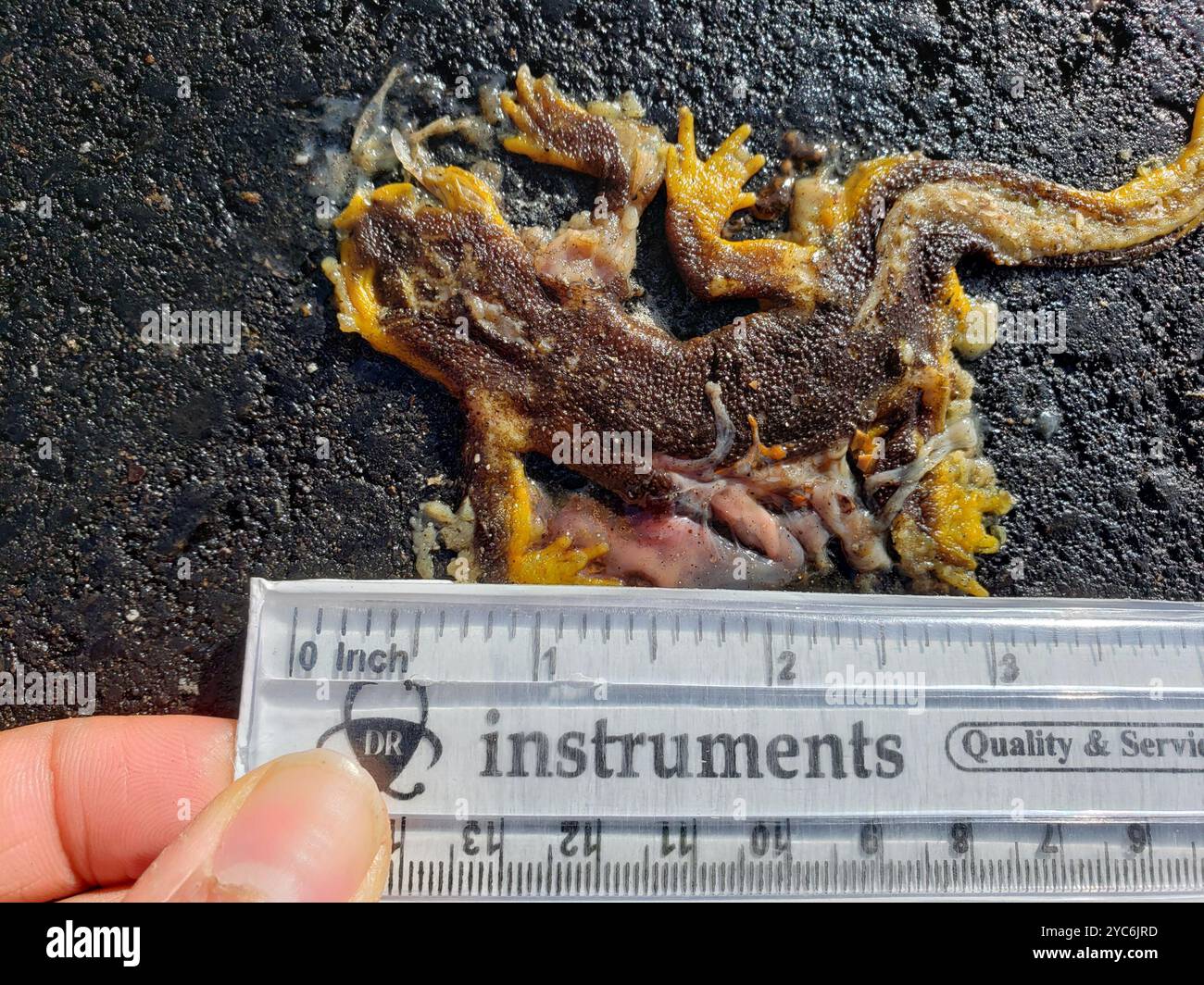 California Newt (Taricha torosa) Amphibia Stock Photo - Alamy