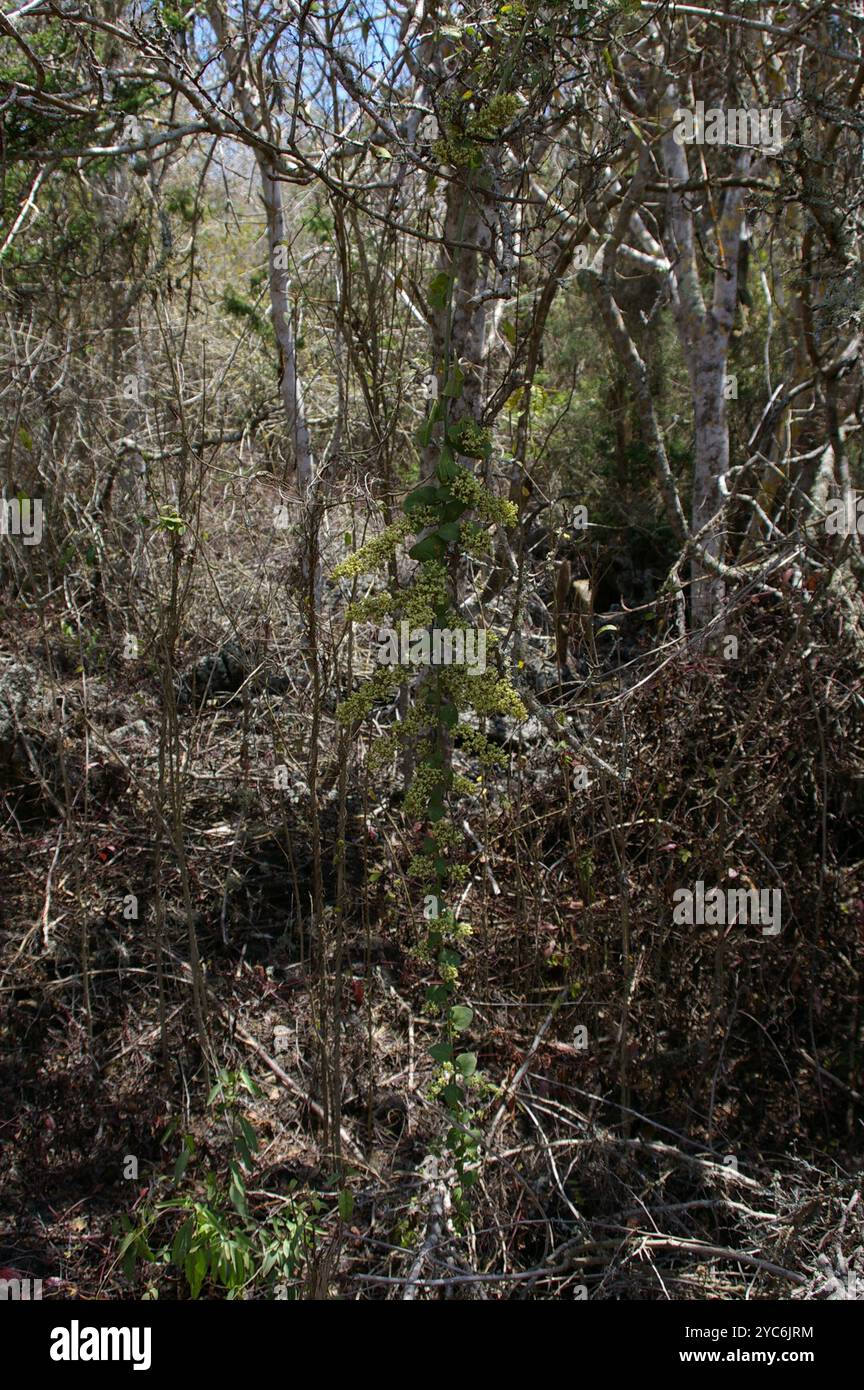 salt bush (Cryptocarpus pyriformis) Plantae Stock Photo - Alamy