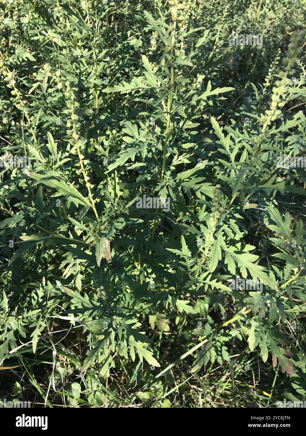 western ragweed (Ambrosia psilostachya) Plantae Stock Photo - Alamy