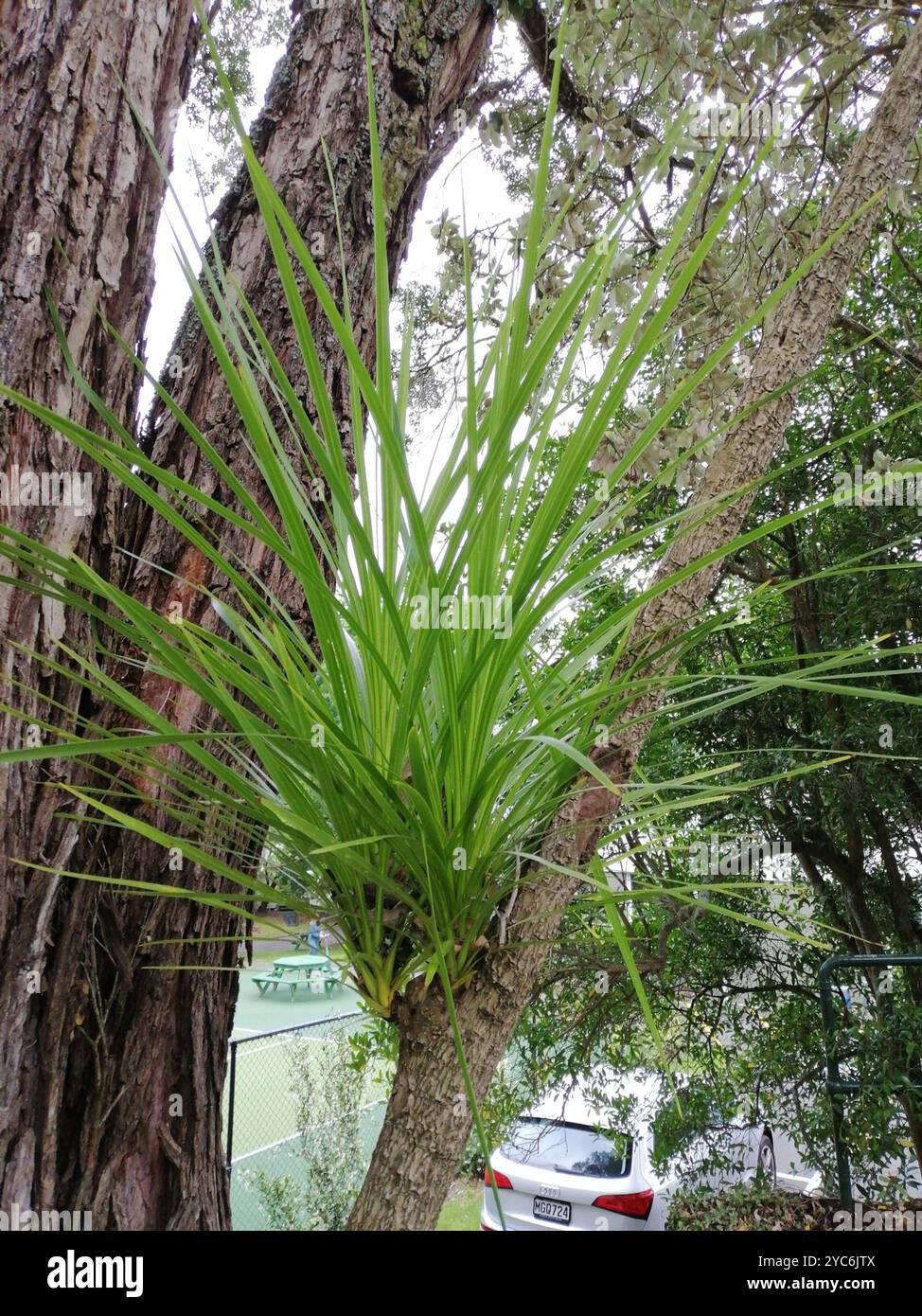 New Zealand cabbage tree (Cordyline australis) Plantae Stock Photo - Alamy