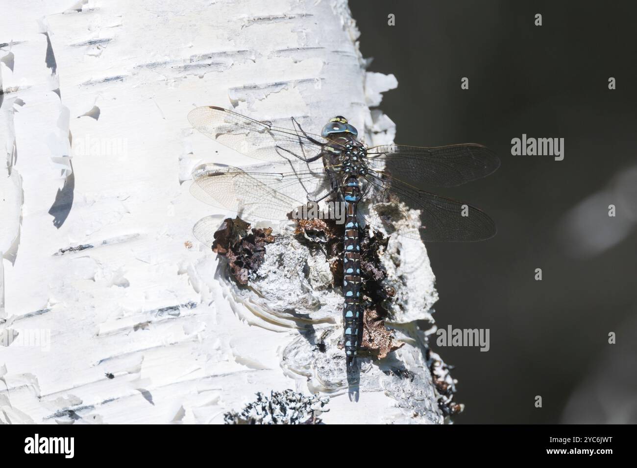 Aeschna juncea hi-res stock photography and images - Alamy
