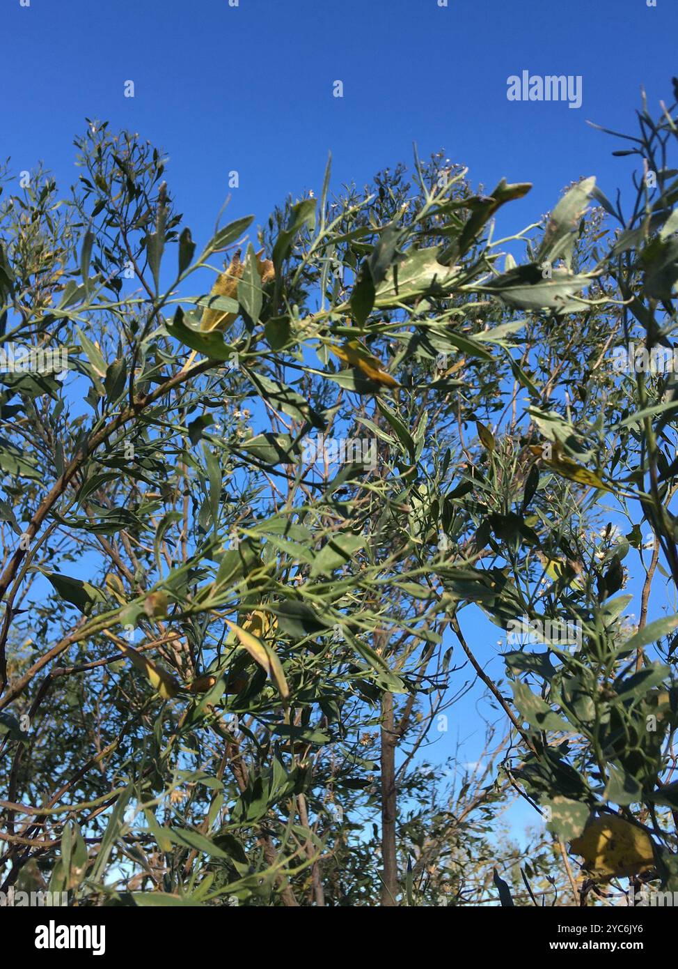 groundsel tree (Baccharis halimifolia) Plantae Stock Photo - Alamy