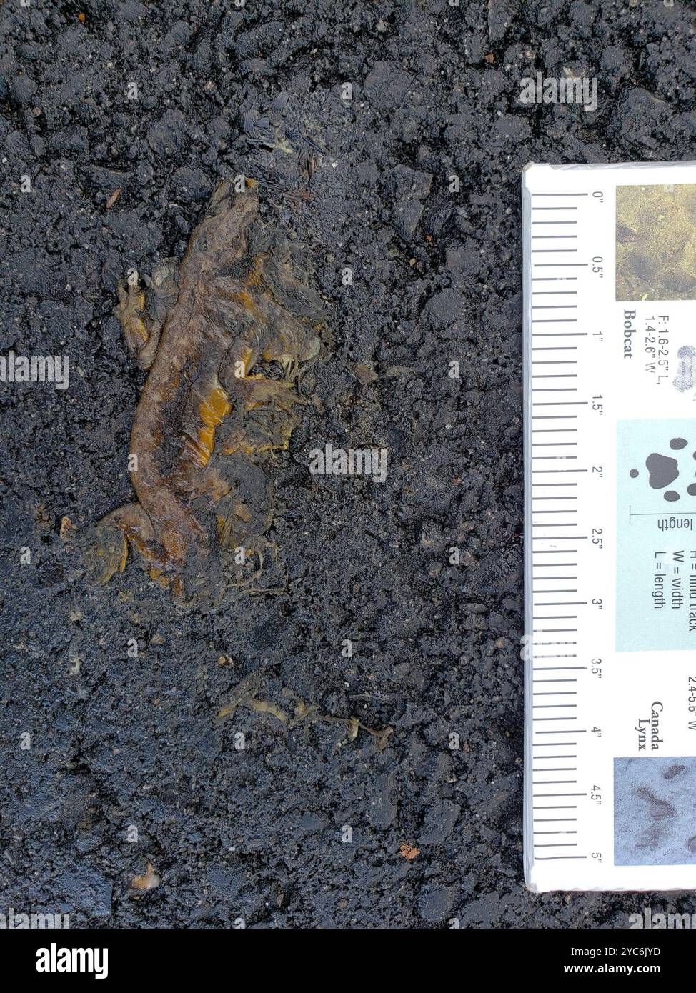 Pacific Newts (Taricha) Amphibia Stock Photo - Alamy