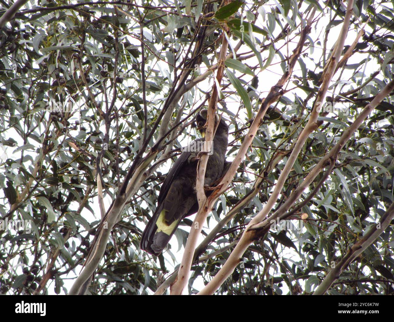 Tasmanian Yellow-tailed Black Cockatoo (Zanda funerea xanthanota) Aves ...