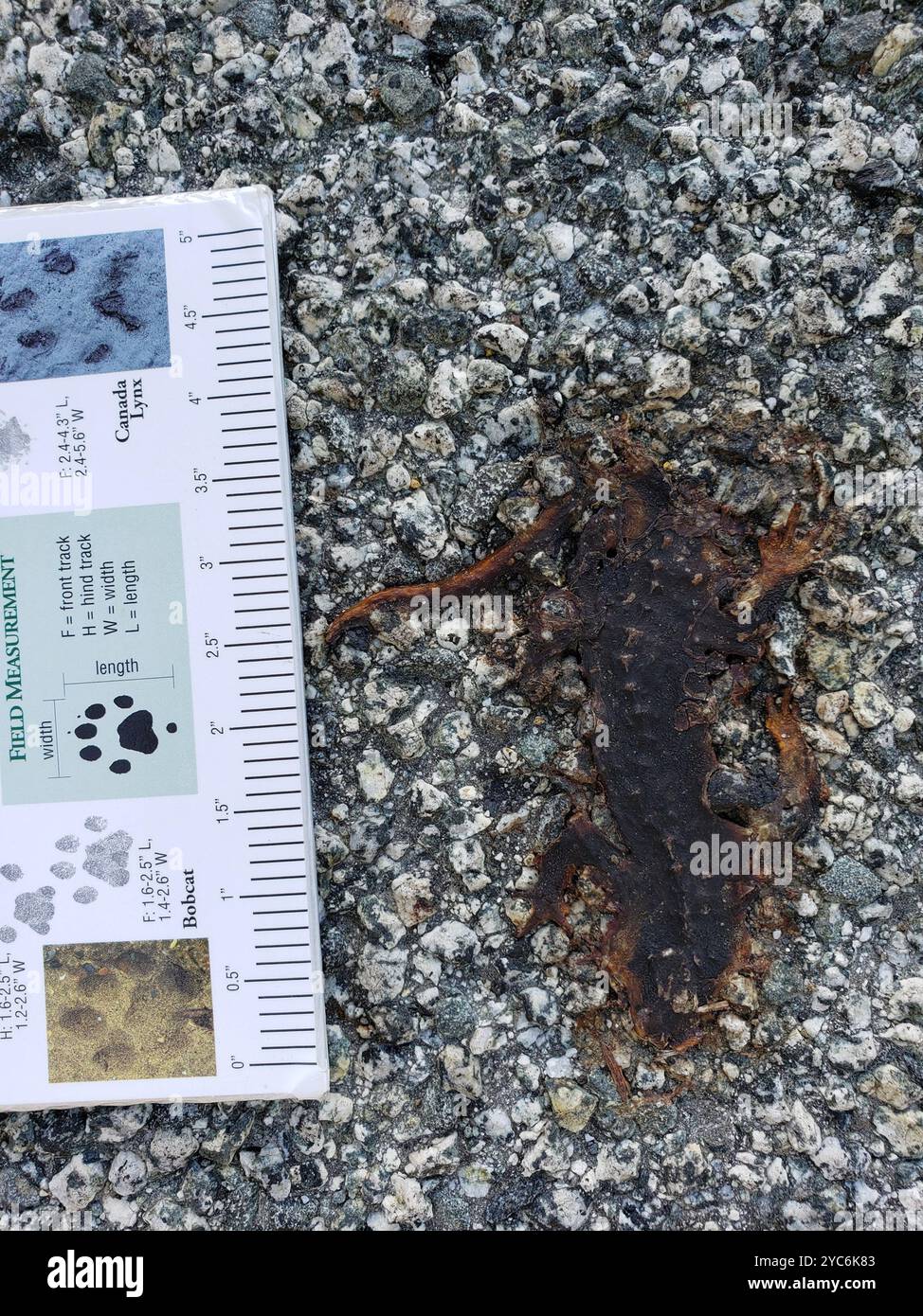 Pacific Newts (Taricha) Amphibia Stock Photo - Alamy