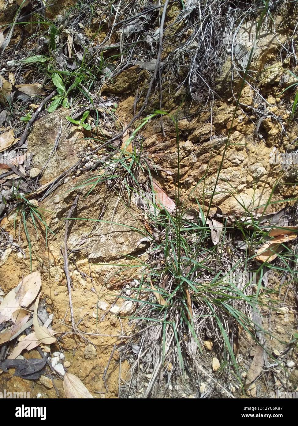 (Microlaena stipoides stipoides) Plantae Stock Photo - Alamy