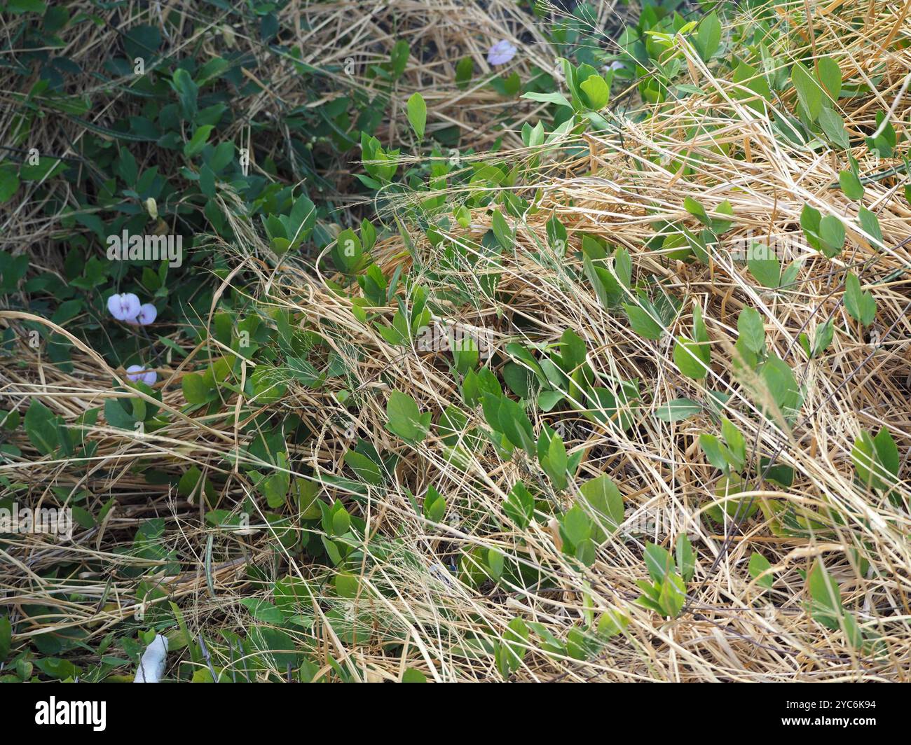 Sentro (Centrosema pubescens) Plantae Stock Photo - Alamy