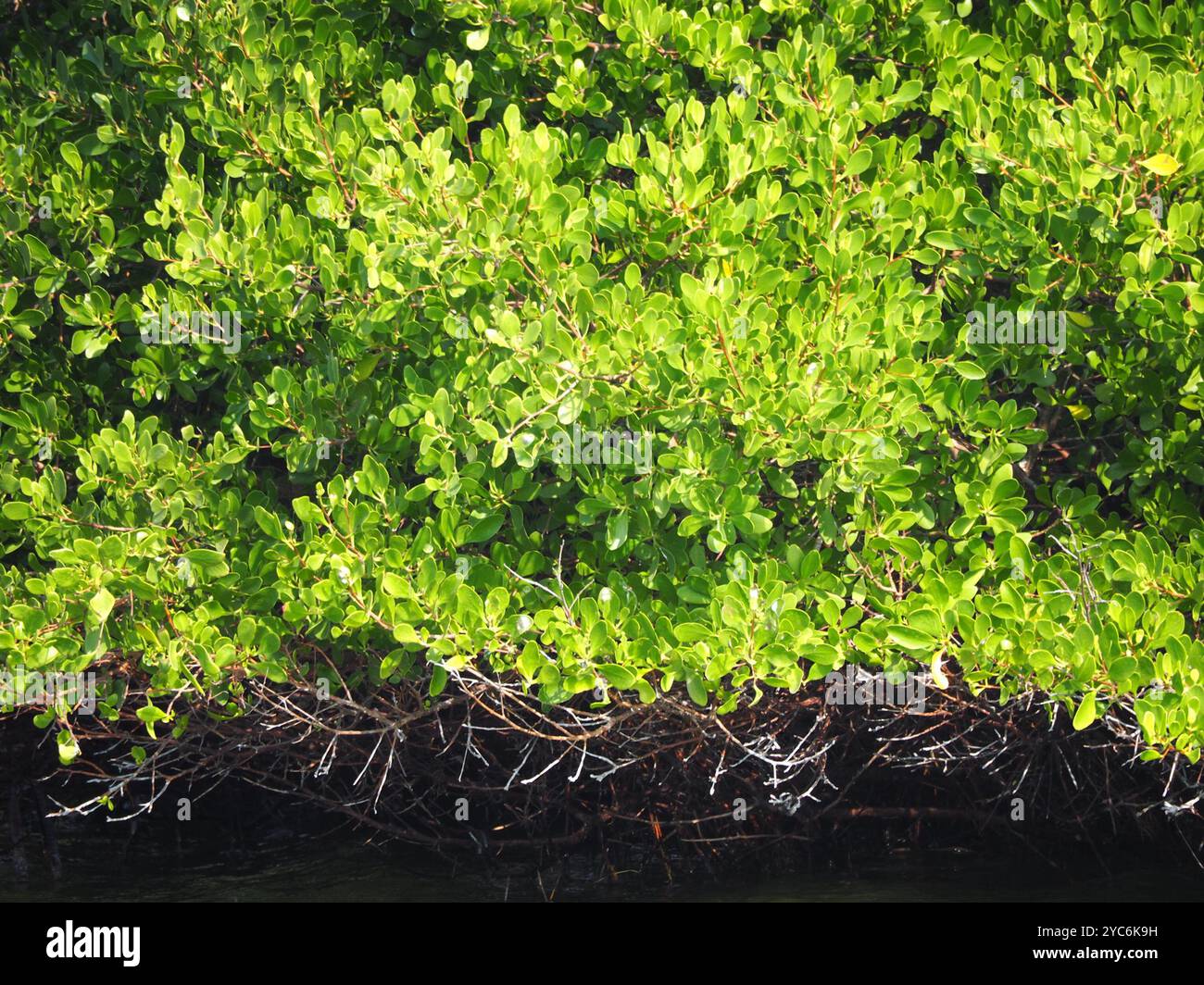 White-flowered black mangrove (Lumnitzera racemosa) Plantae Stock Photo ...