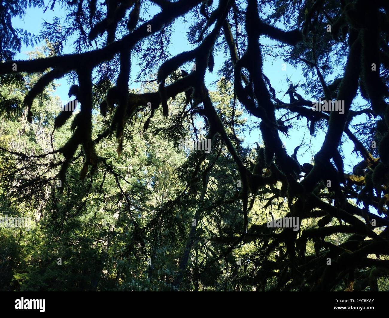 Pacific yew (Taxus brevifolia) Plantae Stock Photo - Alamy