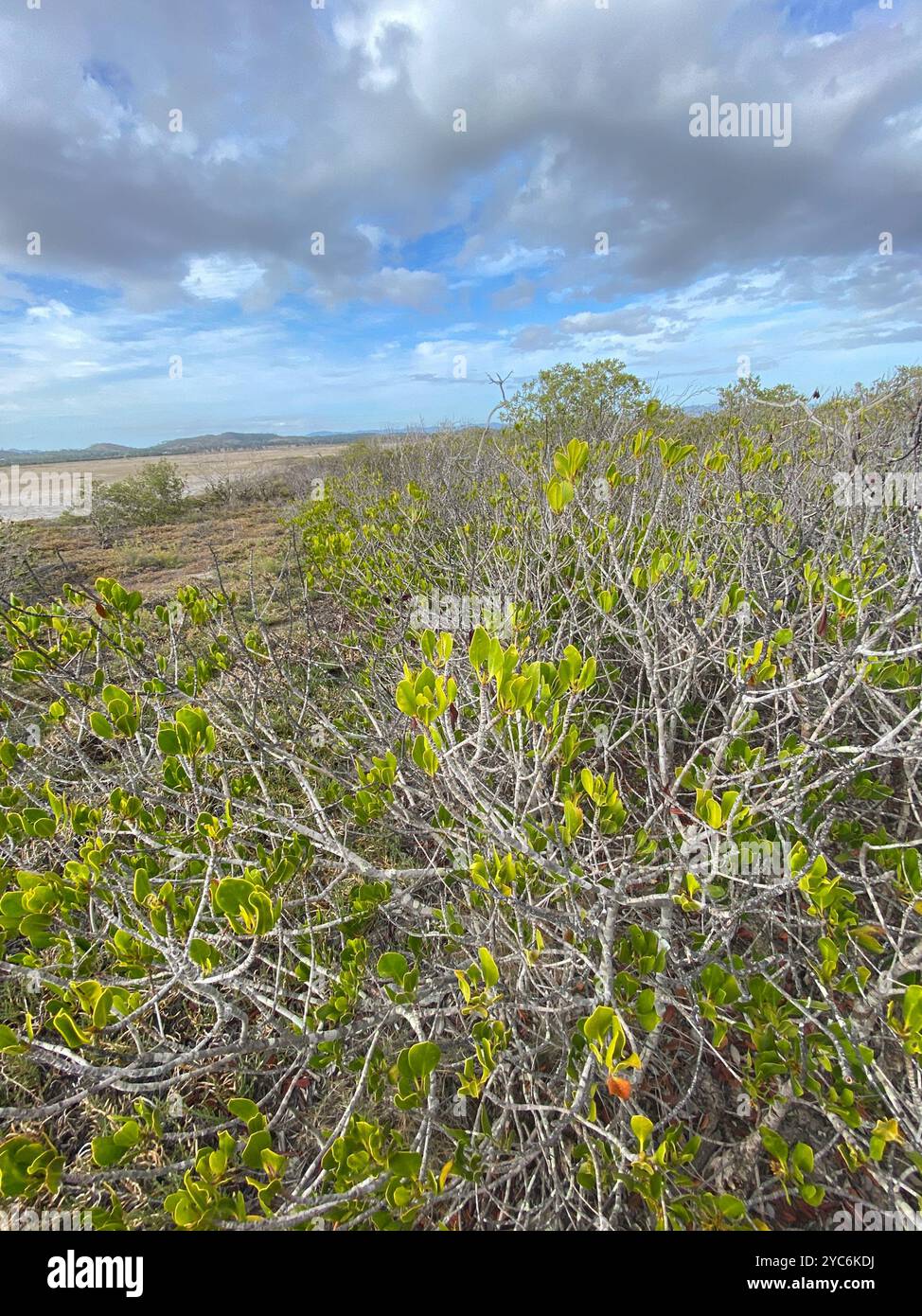yellow mangroves (Ceriops) Plantae Stock Photo - Alamy
