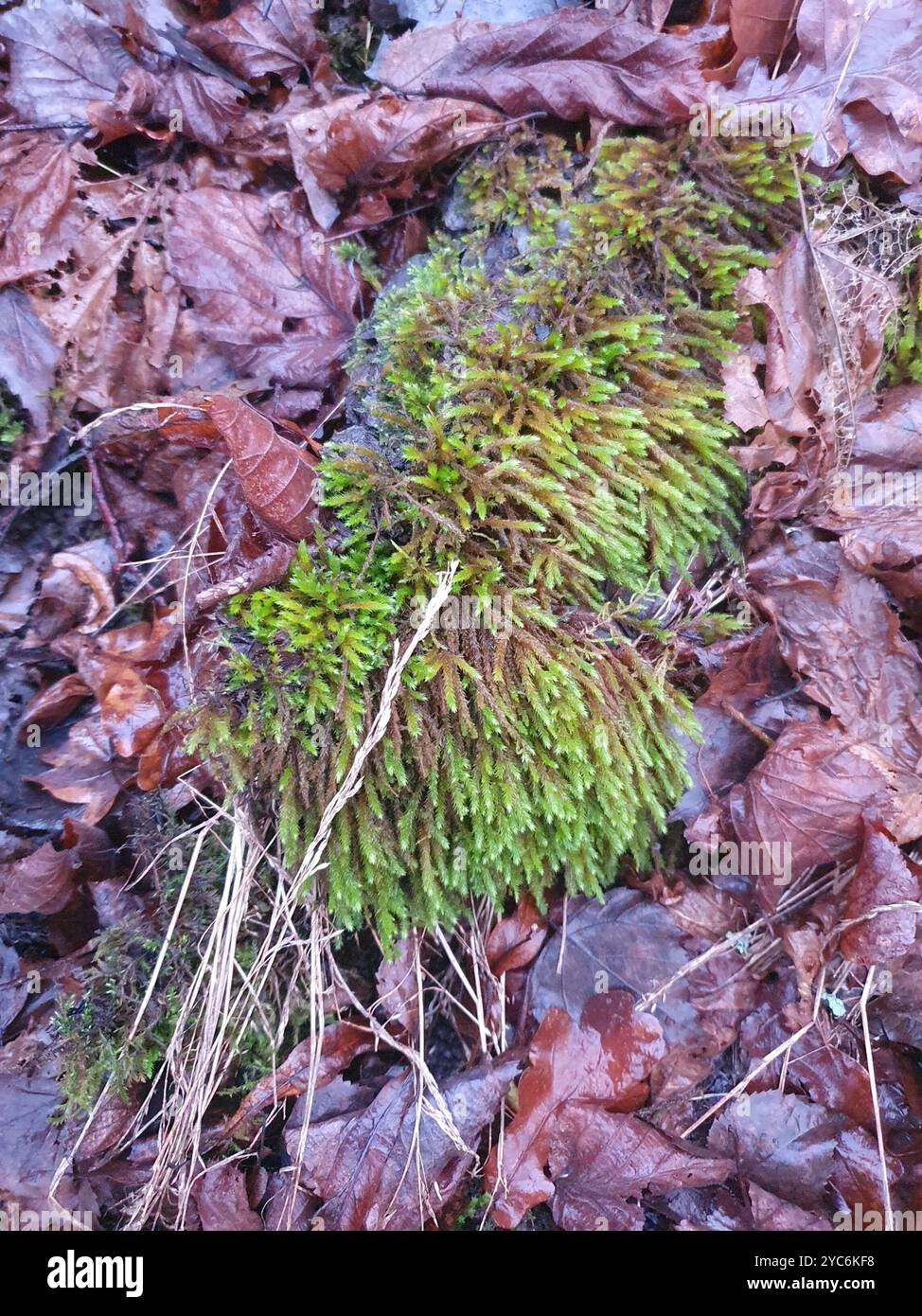 squirrel-tail moss (Leucodon sciuroides) Plantae Stock Photo - Alamy