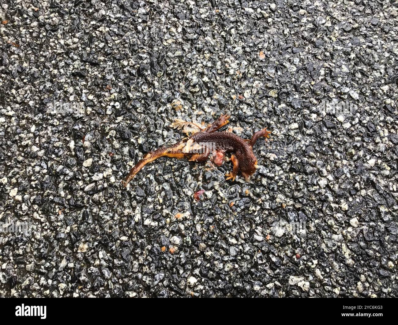 Pacific Newts (Taricha) Amphibia Stock Photo - Alamy