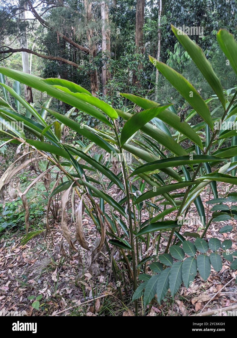 Native Ginger (Alpinia caerulea) Plantae Stock Photo - Alamy