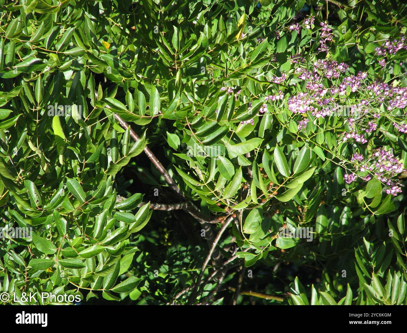Fence Post Tree (Gliricidia sepium) Plantae Stock Photo - Alamy