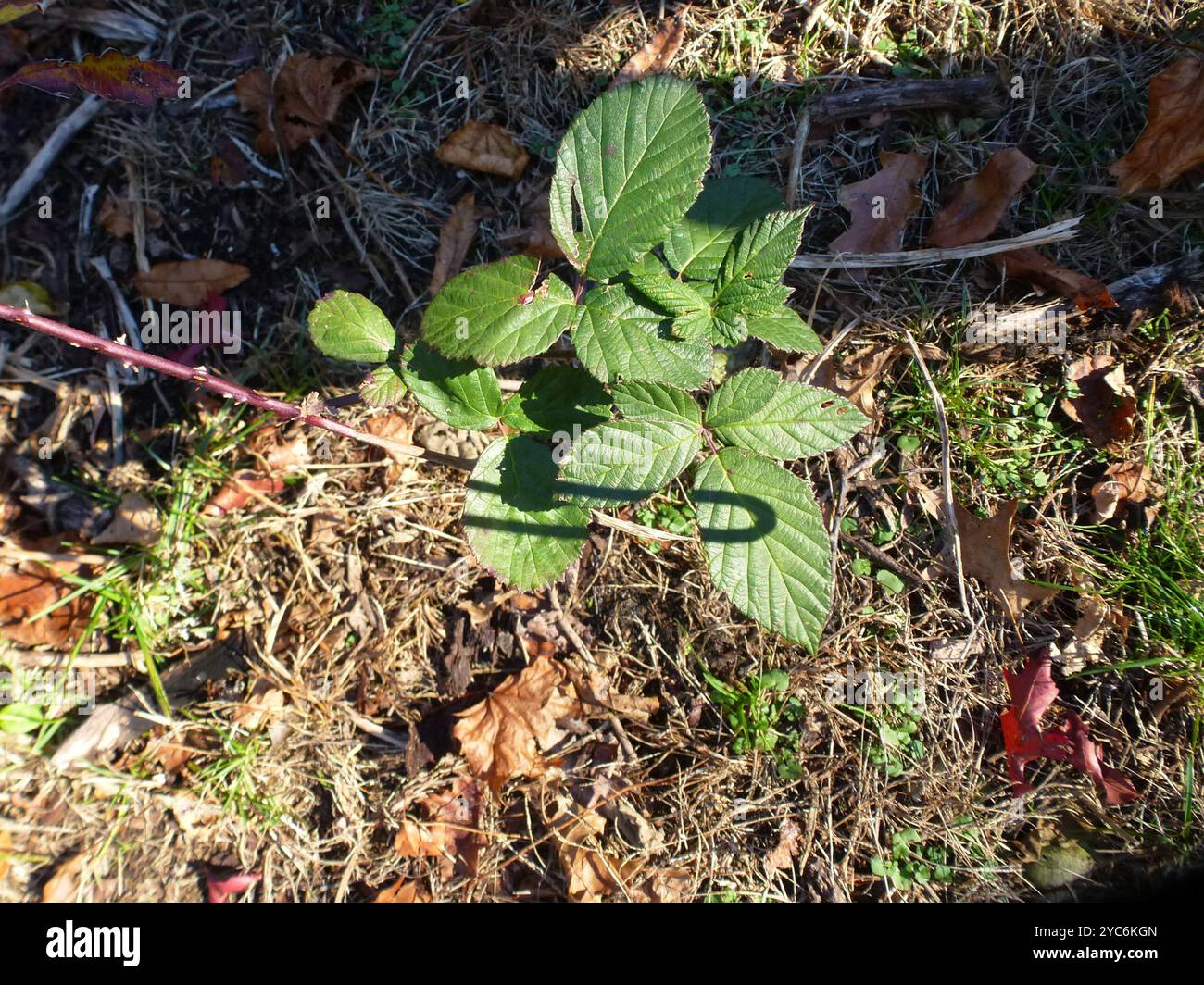 brambles (Rubus) Plantae Stock Photo - Alamy