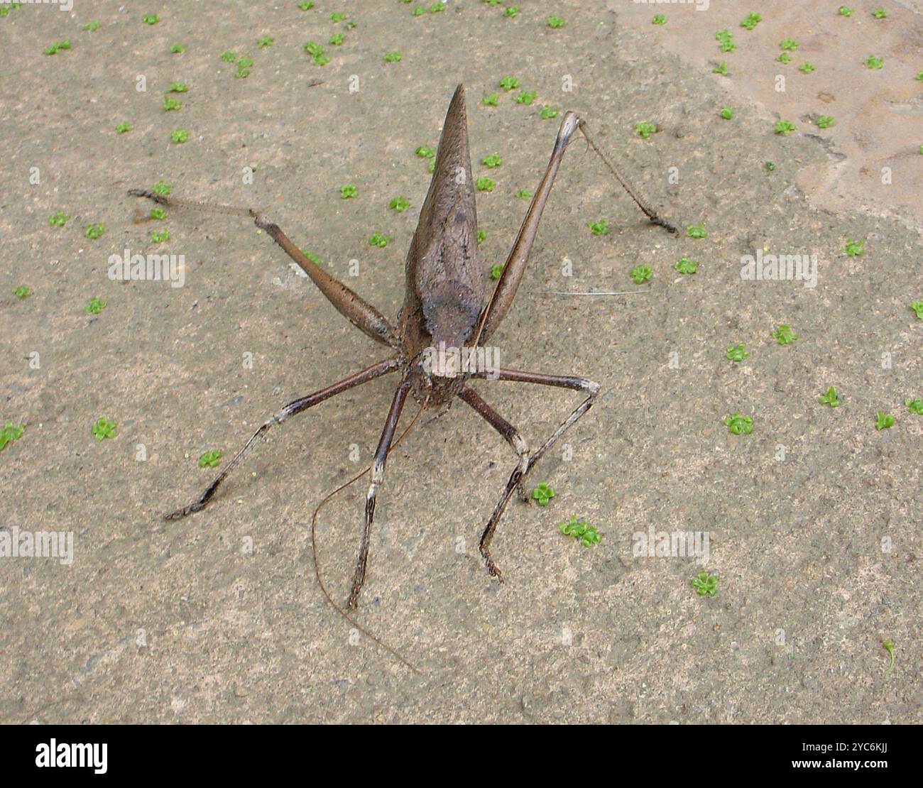 Lamellata hi-res stock photography and images - Alamy
