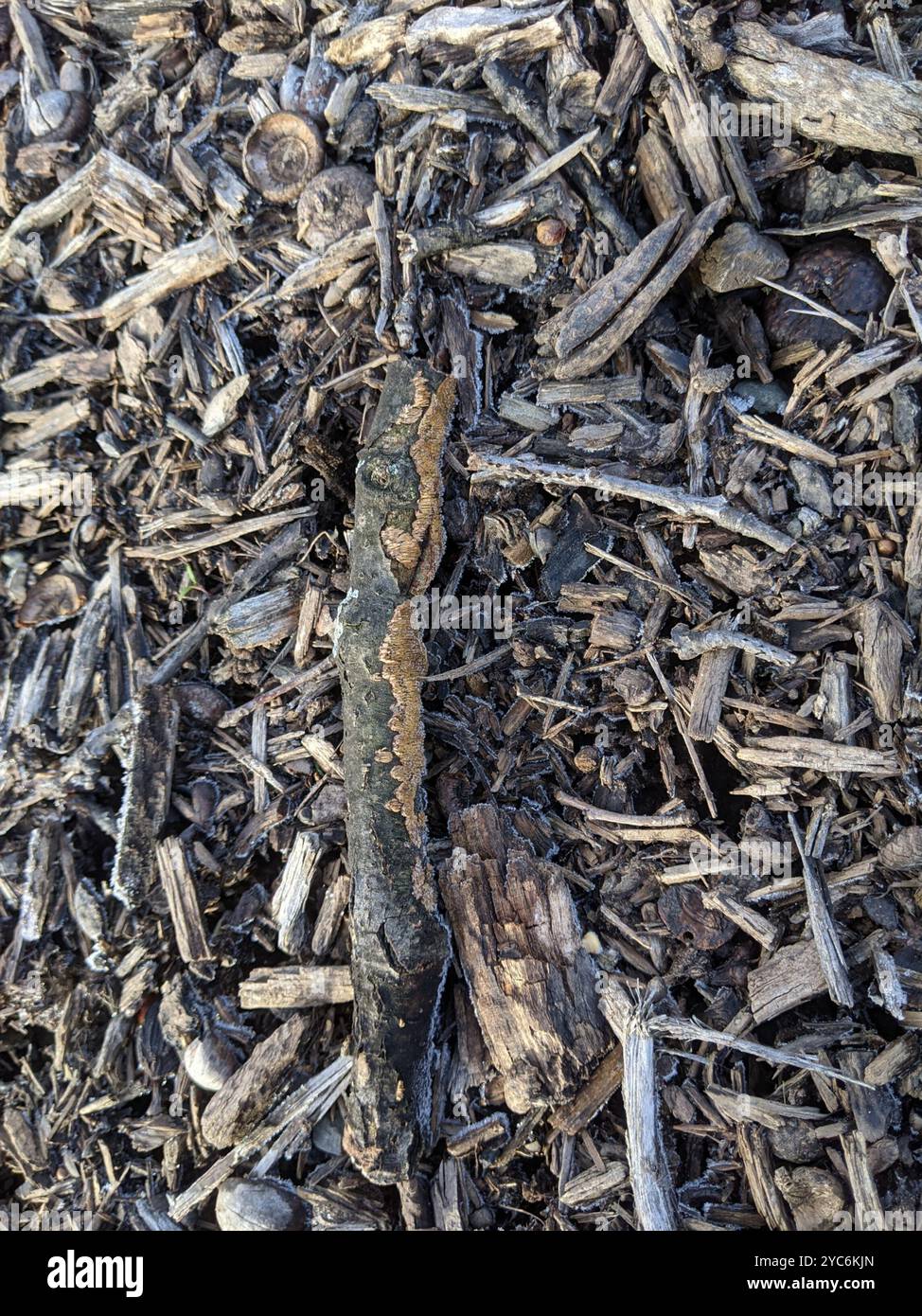 brown-toothed crust fungus (Hydnoporia olivacea) Fungi Stock Photo - Alamy