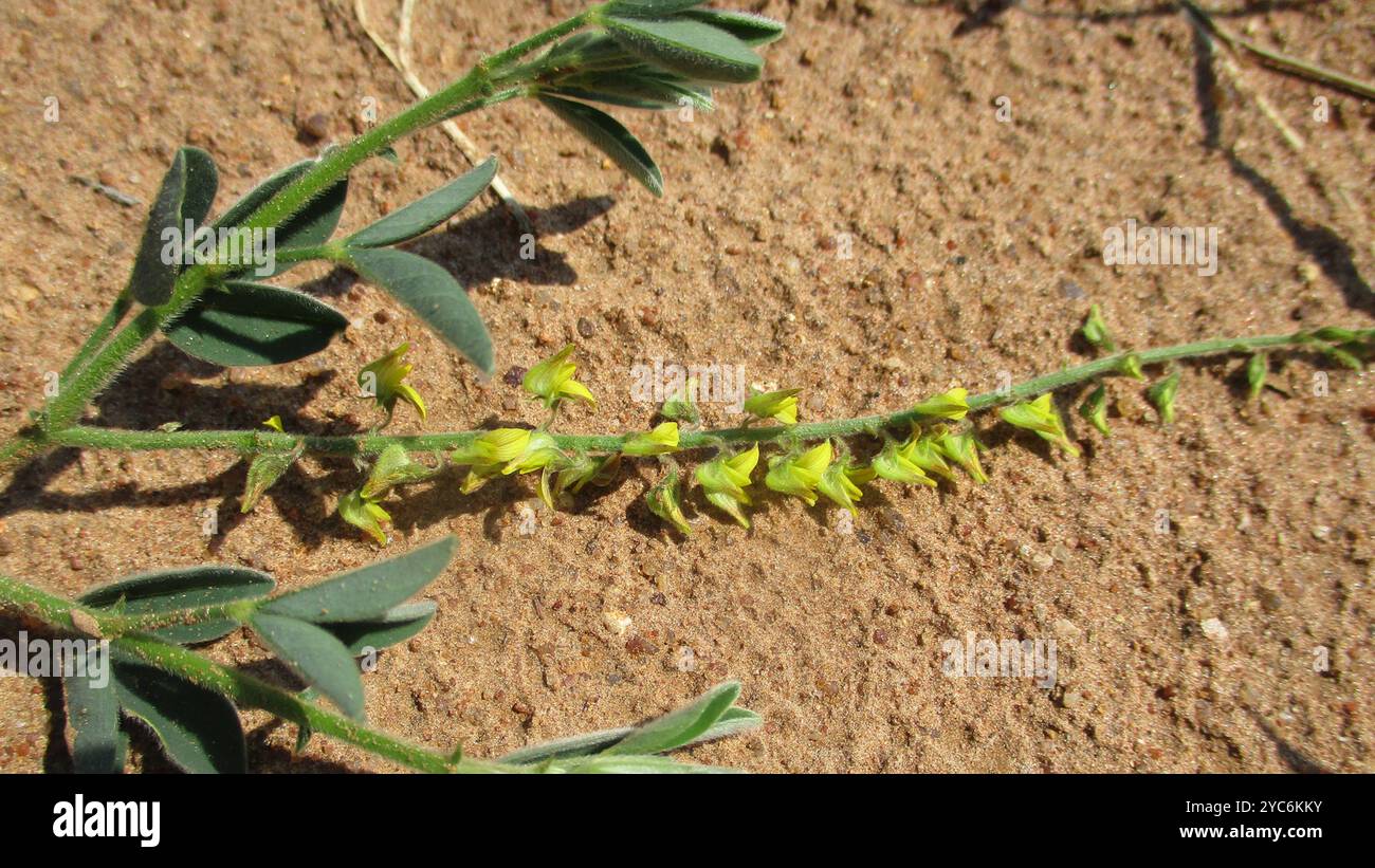 Mealie Rattlepod (Crotalaria sphaerocarpa) Plantae Stock Photo - Alamy