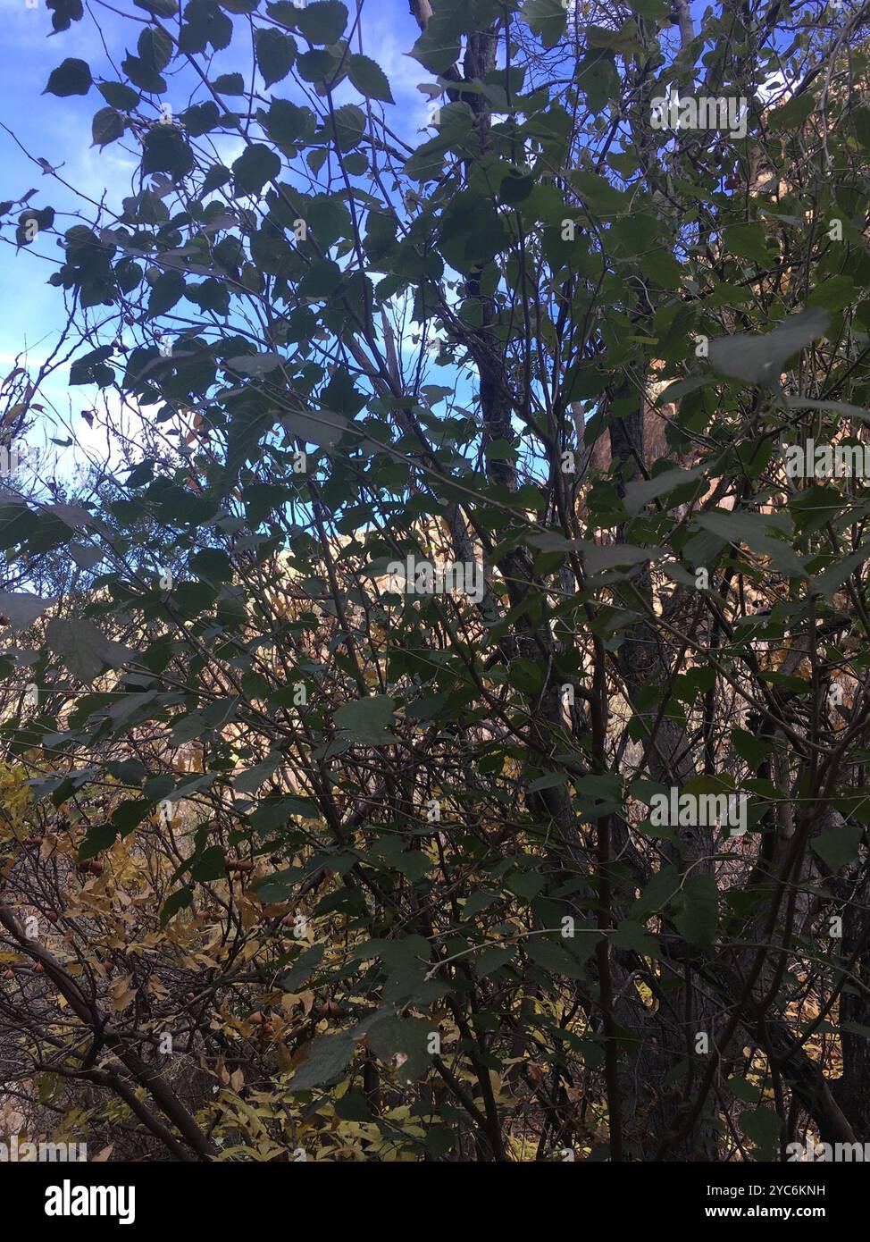 Texas mulberry (Morus microphylla) Plantae Stock Photo - Alamy