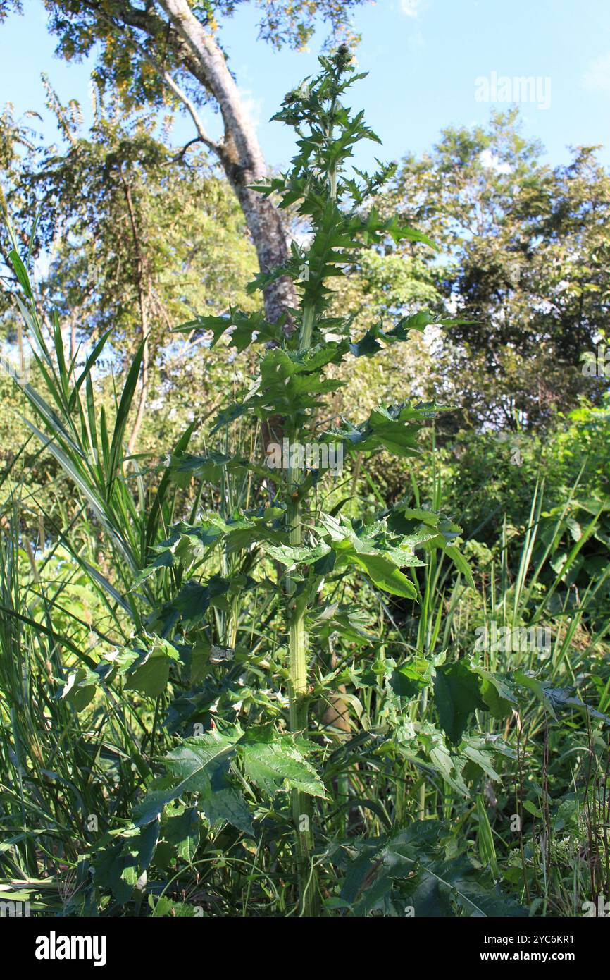 Cirsium mexicanum hi-res stock photography and images - Alamy