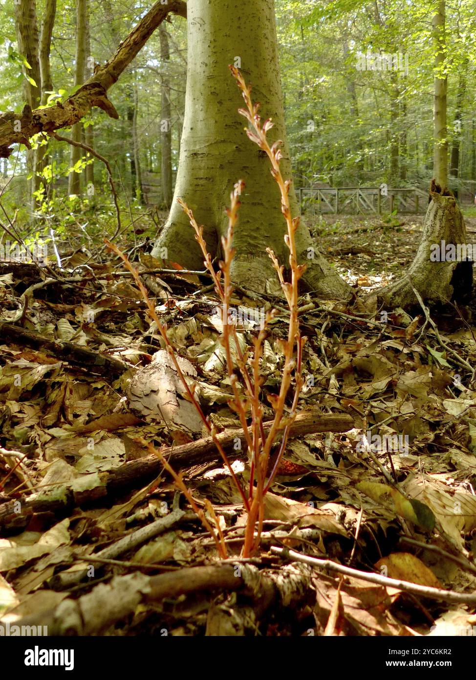 Beechdrops (Epifagus virginiana) Plantae Stock Photo - Alamy