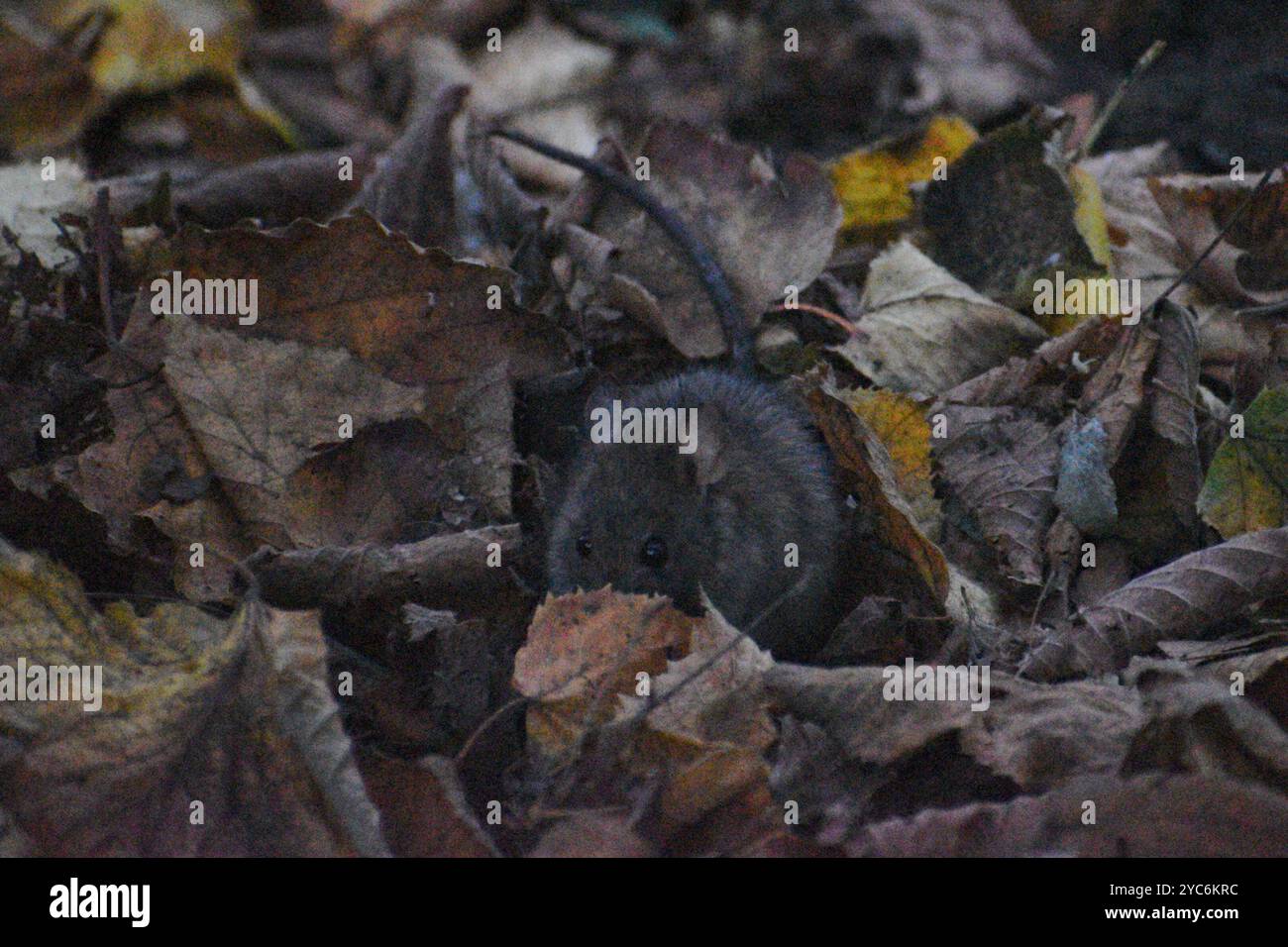 Old World Rats (Rattus) Mammalia Stock Photo - Alamy