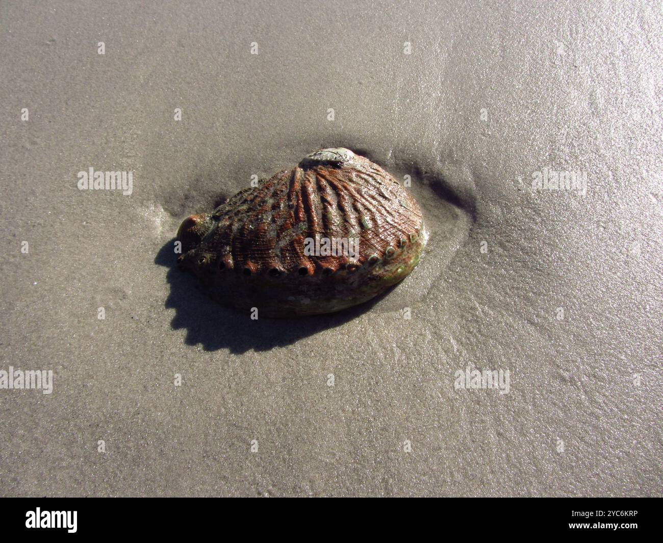 Blacklip abalone hi-res stock photography and images - Alamy