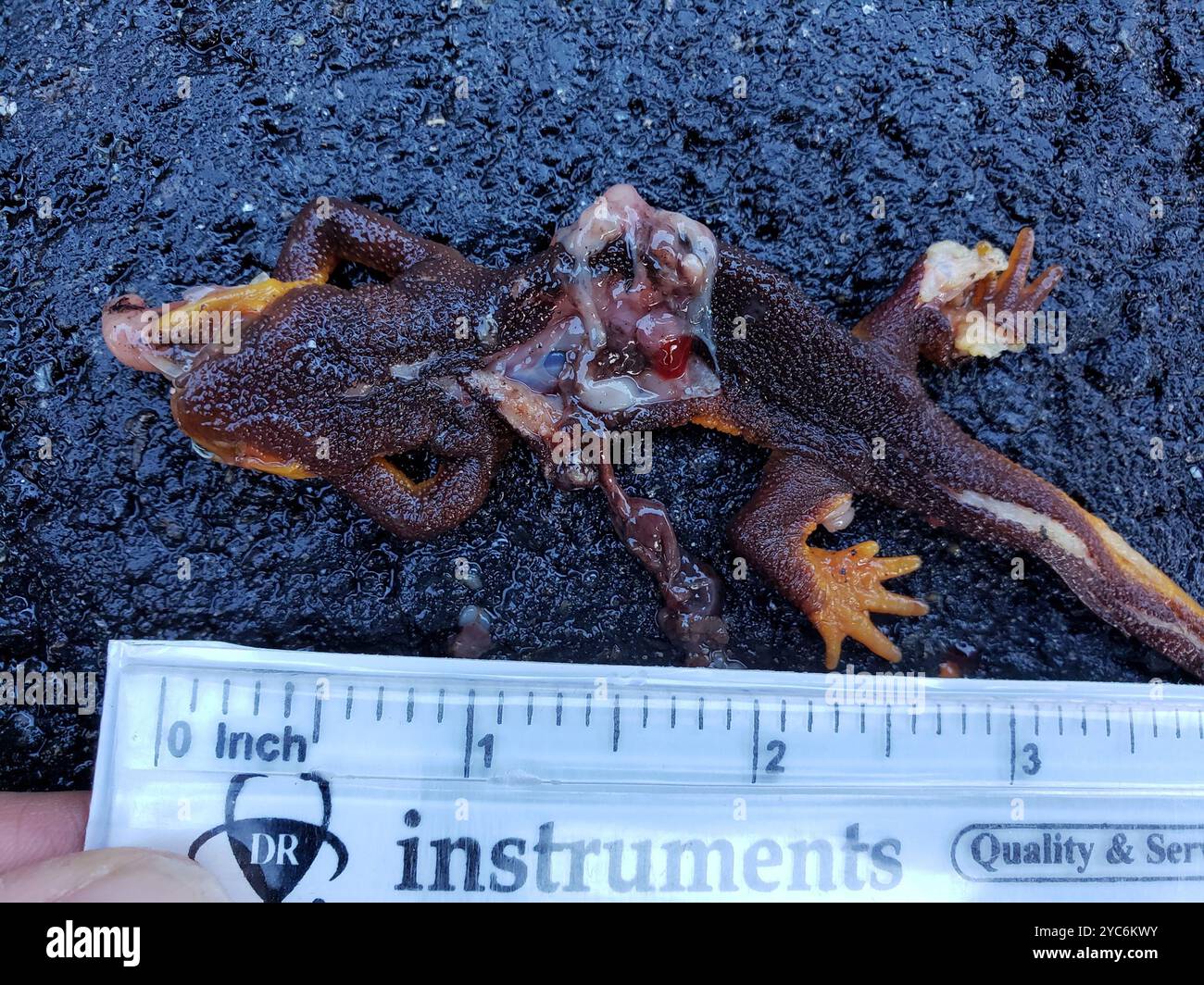 Pacific Newts (Taricha) Amphibia Stock Photo - Alamy