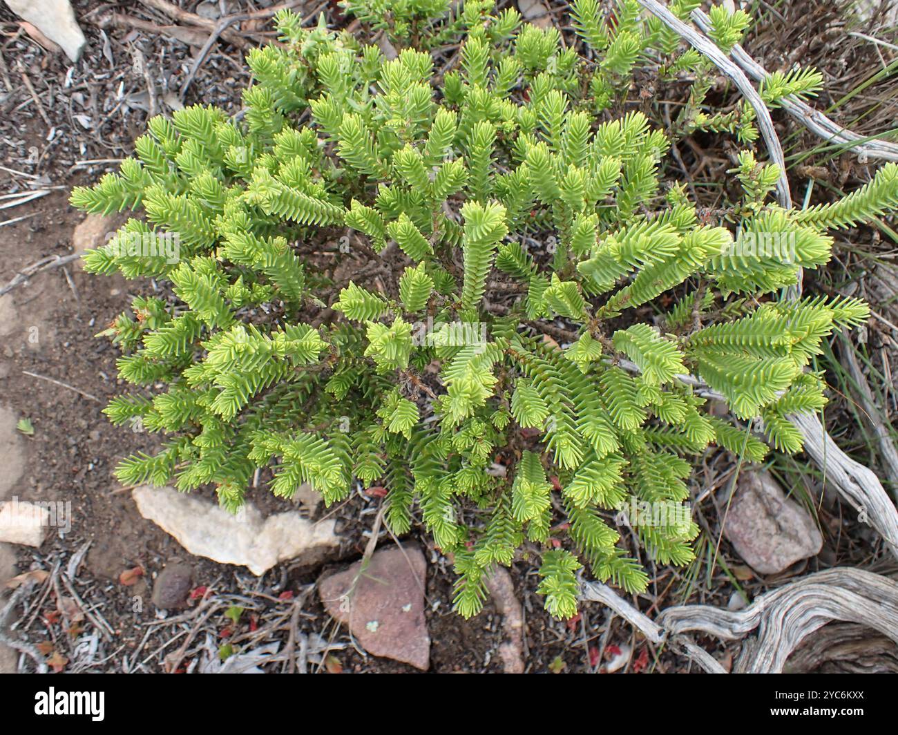 (Crassula ericoides ericoides) Plantae Stock Photo - Alamy