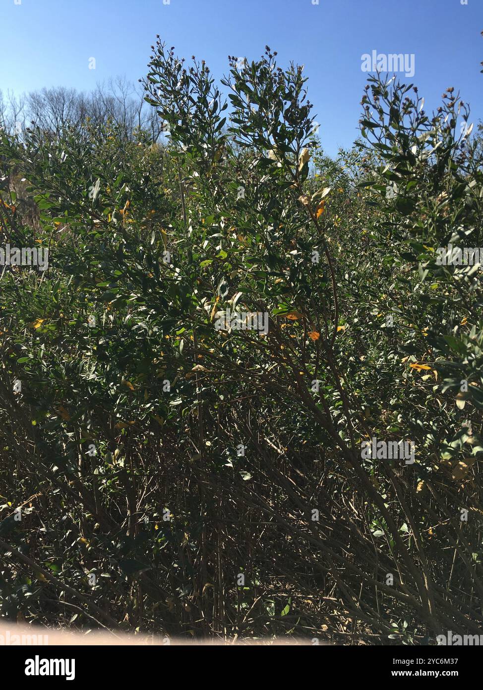 groundsel tree (Baccharis halimifolia) Plantae Stock Photo - Alamy